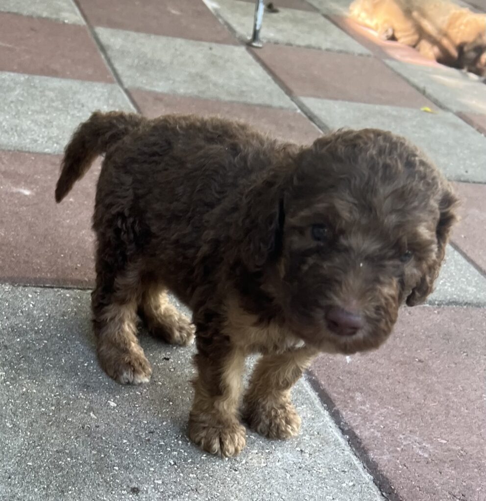 Adopted: Kitties: Orange/White Collar Boy: Chocolate Phantom ...