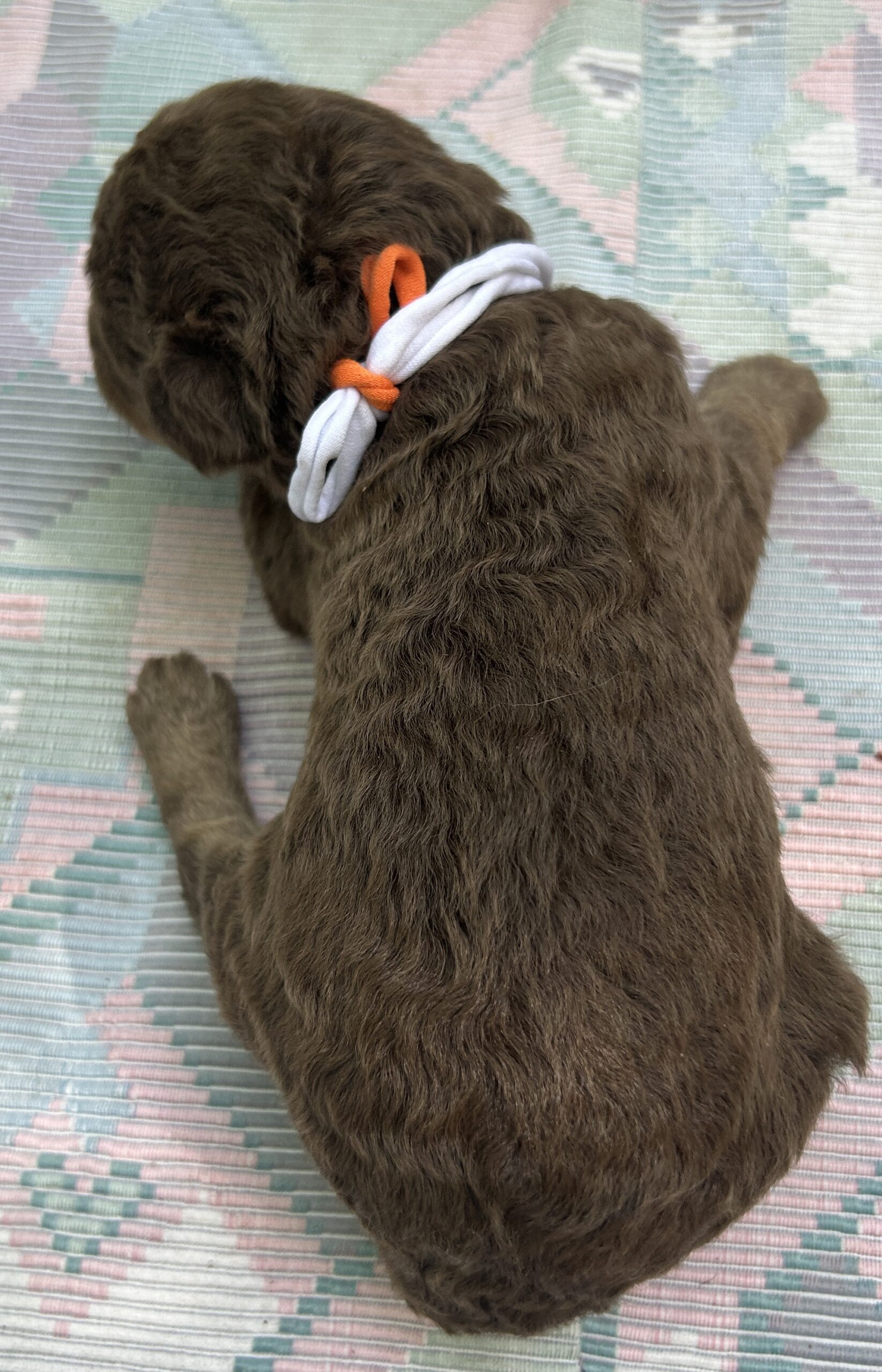 Kitties: Orange/White Collar Boy: Chocolate Phantom Labradoodle ...