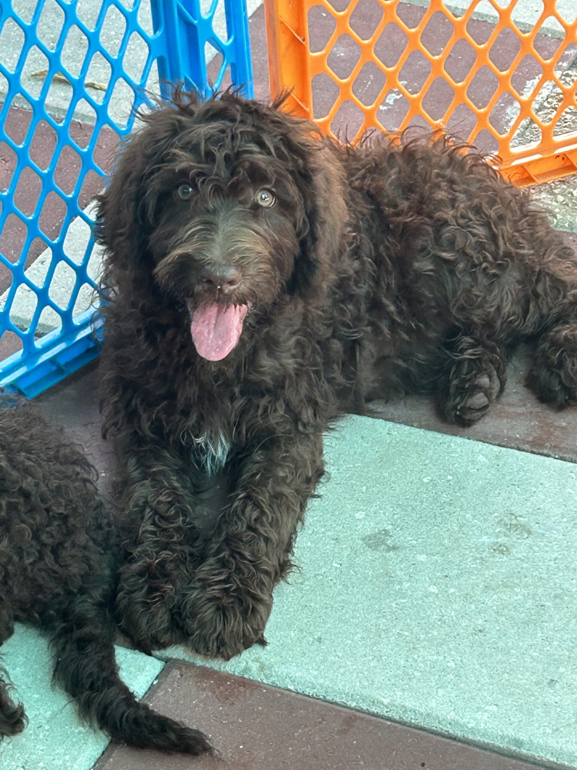 Black Labradoodle Full Grown
