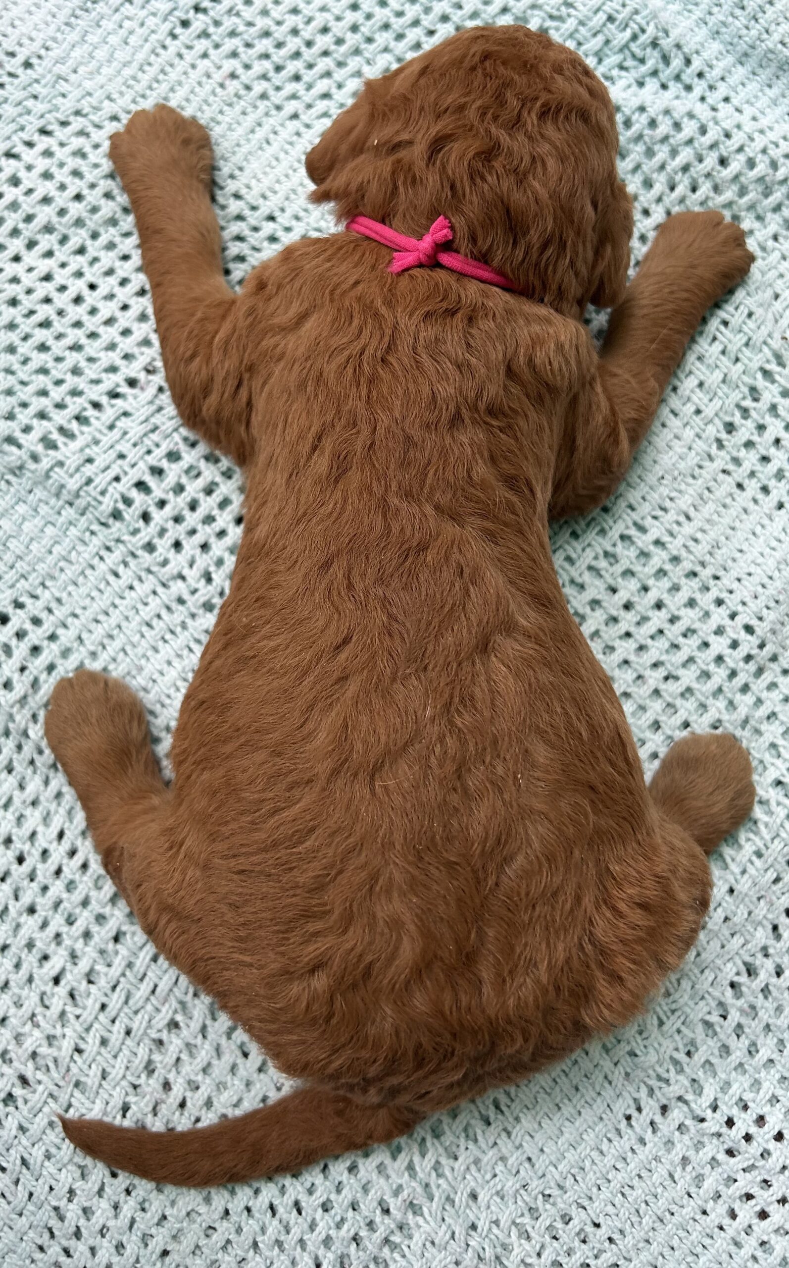 Lucy Pink Collar: Standard Multi Generation Red Labradoodle: GIRL ...