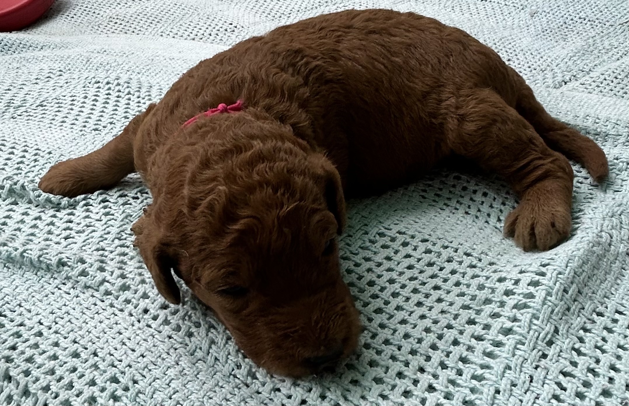 Lucy Pink Collar: Standard Multi Generation Red Labradoodle: GIRL ...