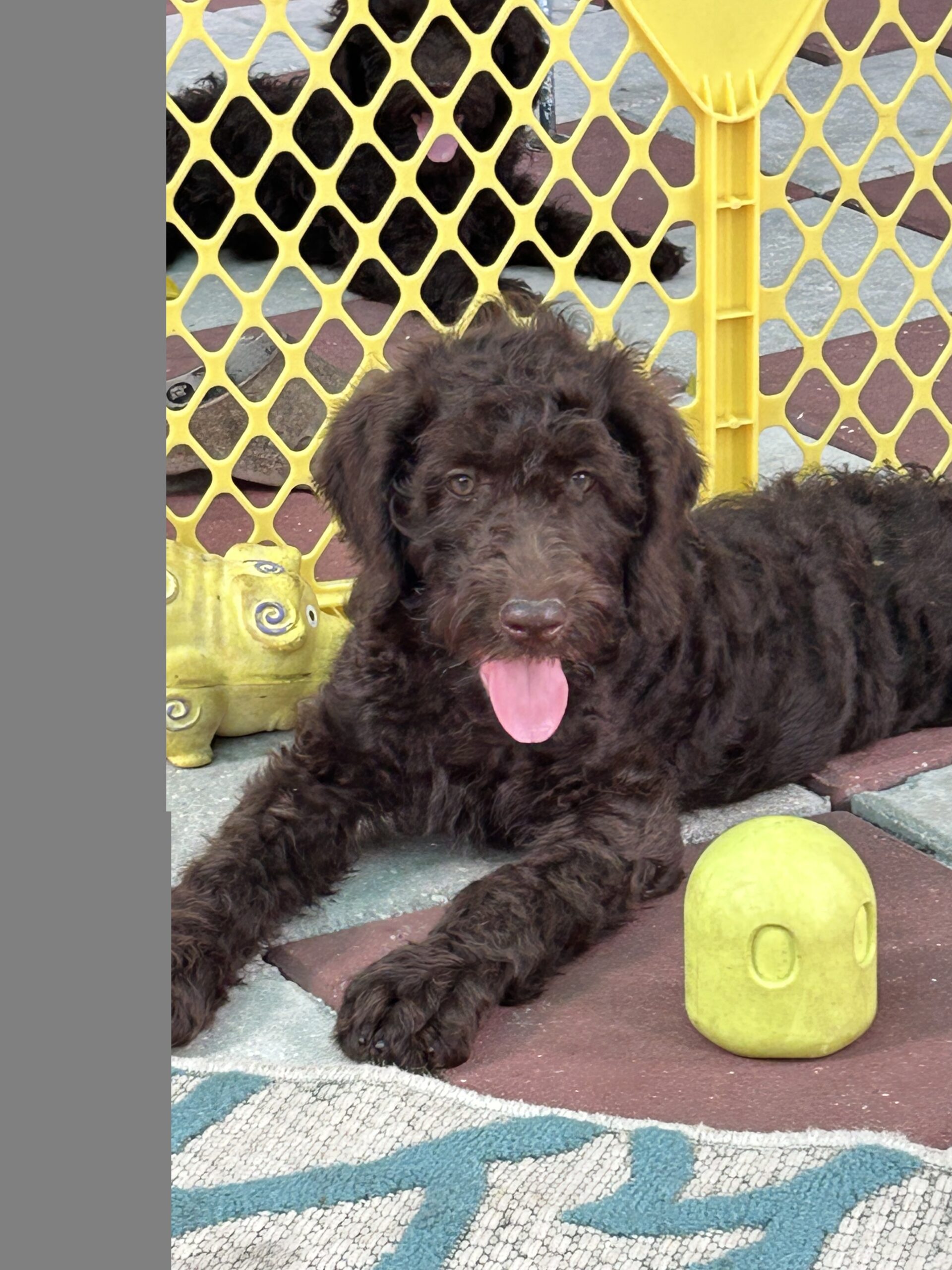 Labradoodle Country – Labradoodle Puppies