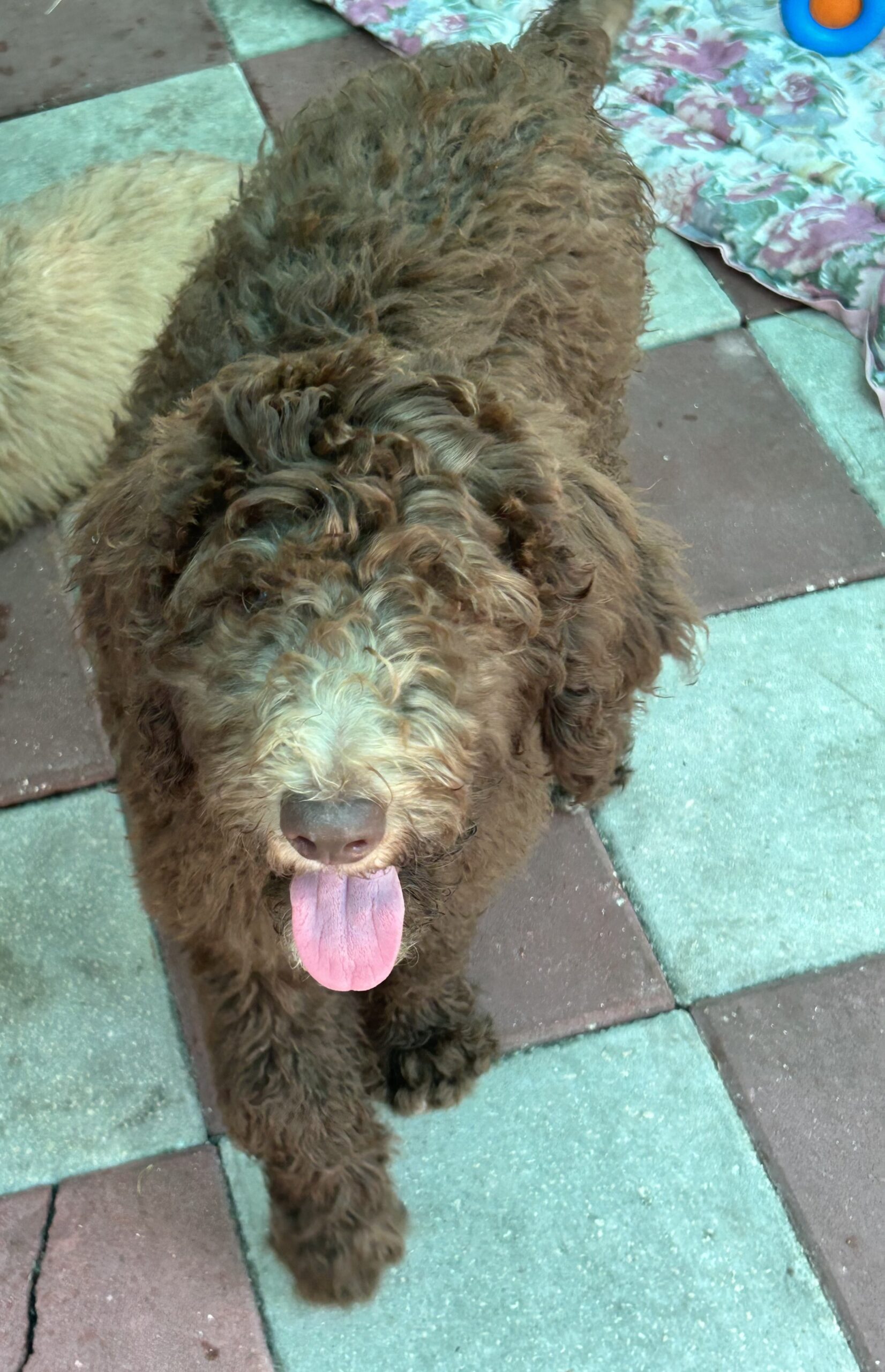 Standard Labradoodle