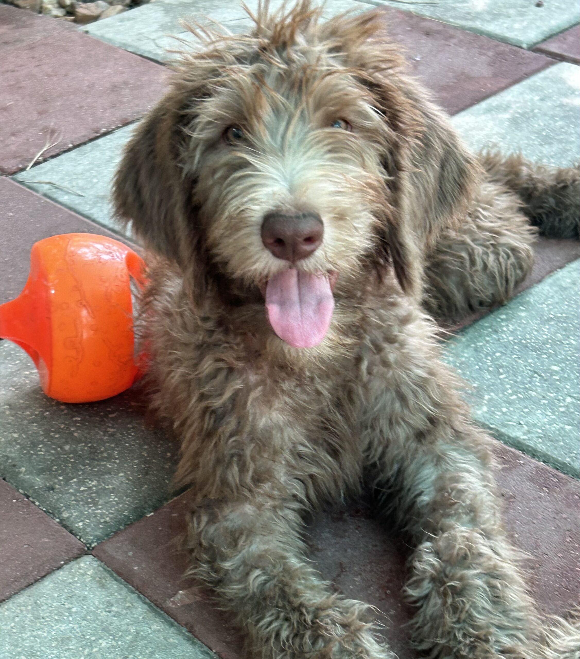 Chocolate F1 Labradoodle