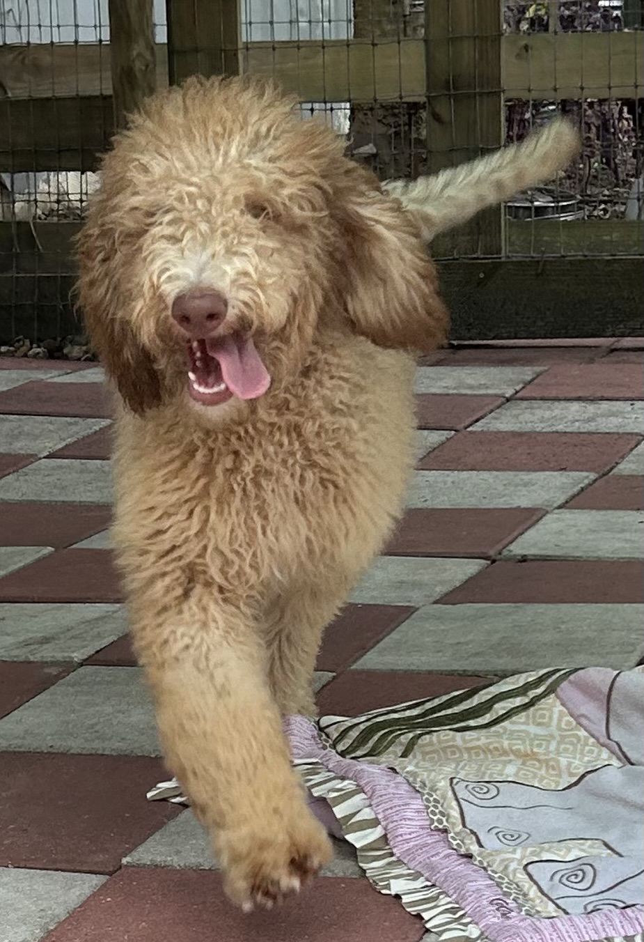 Chocolate Phantom Standard Poodle