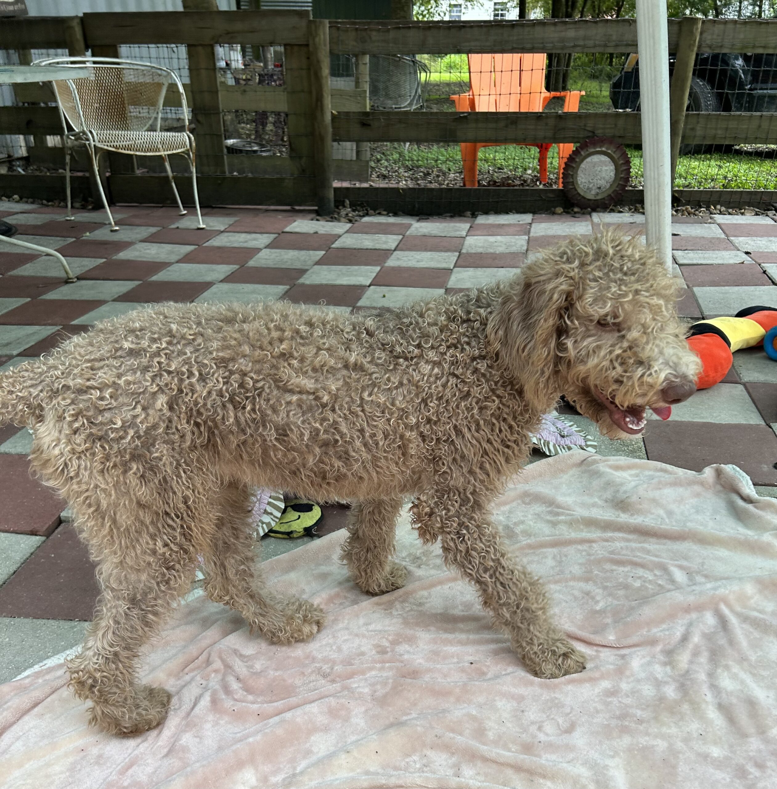 Standard Chocolate Labradoodle