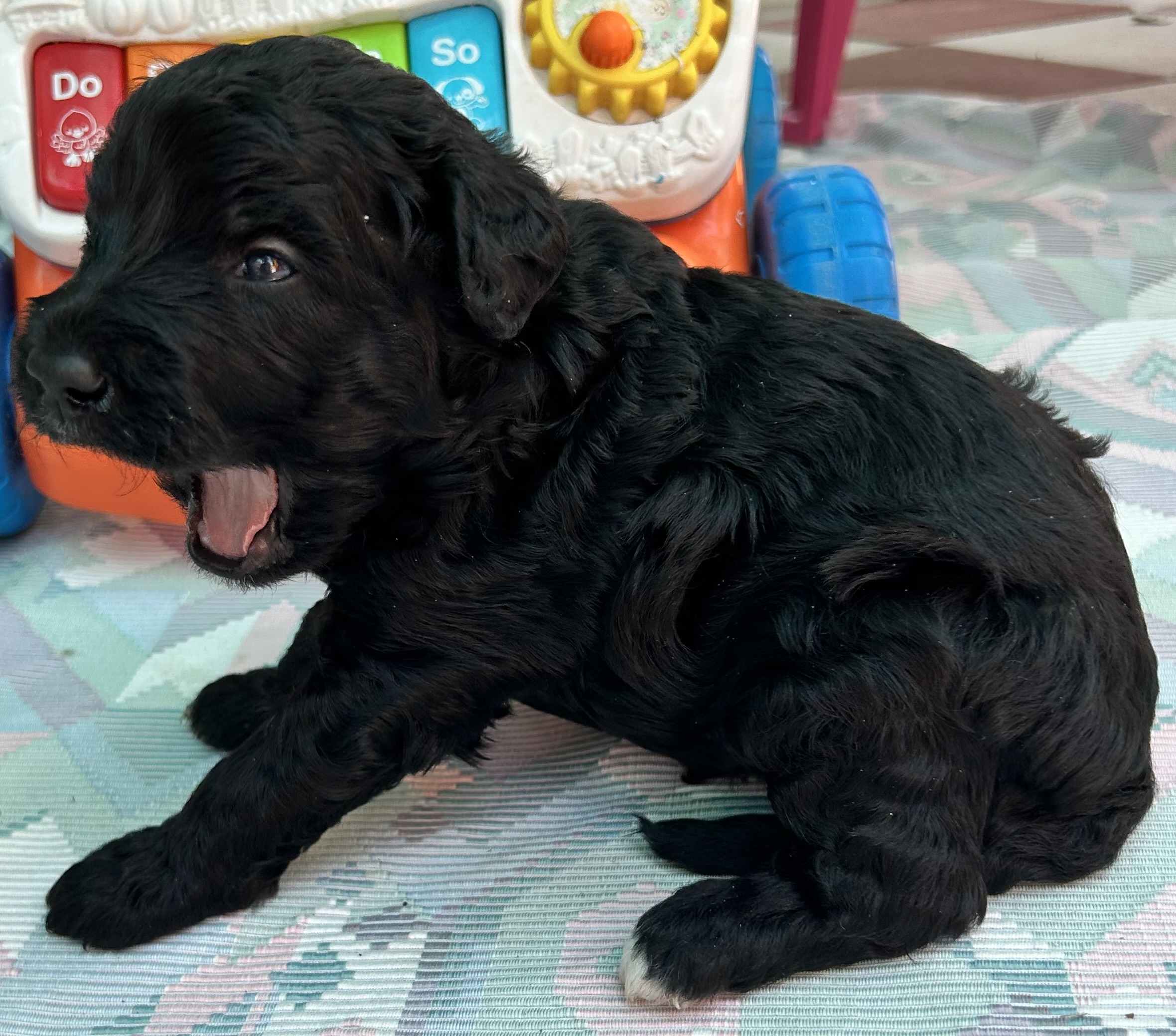 Puppies Shop All – Labradoodle Country