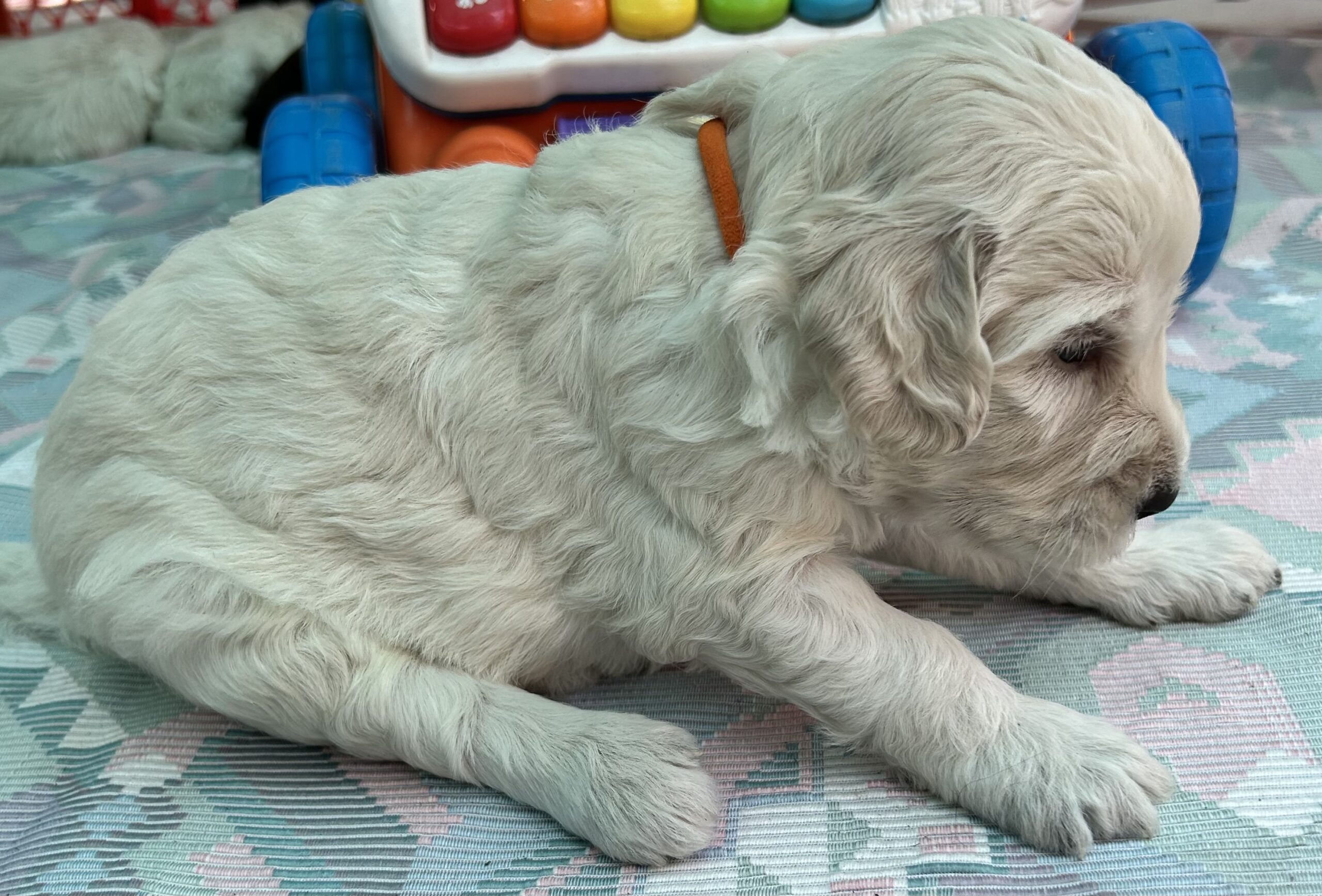 Puppies Shop All – Labradoodle Country