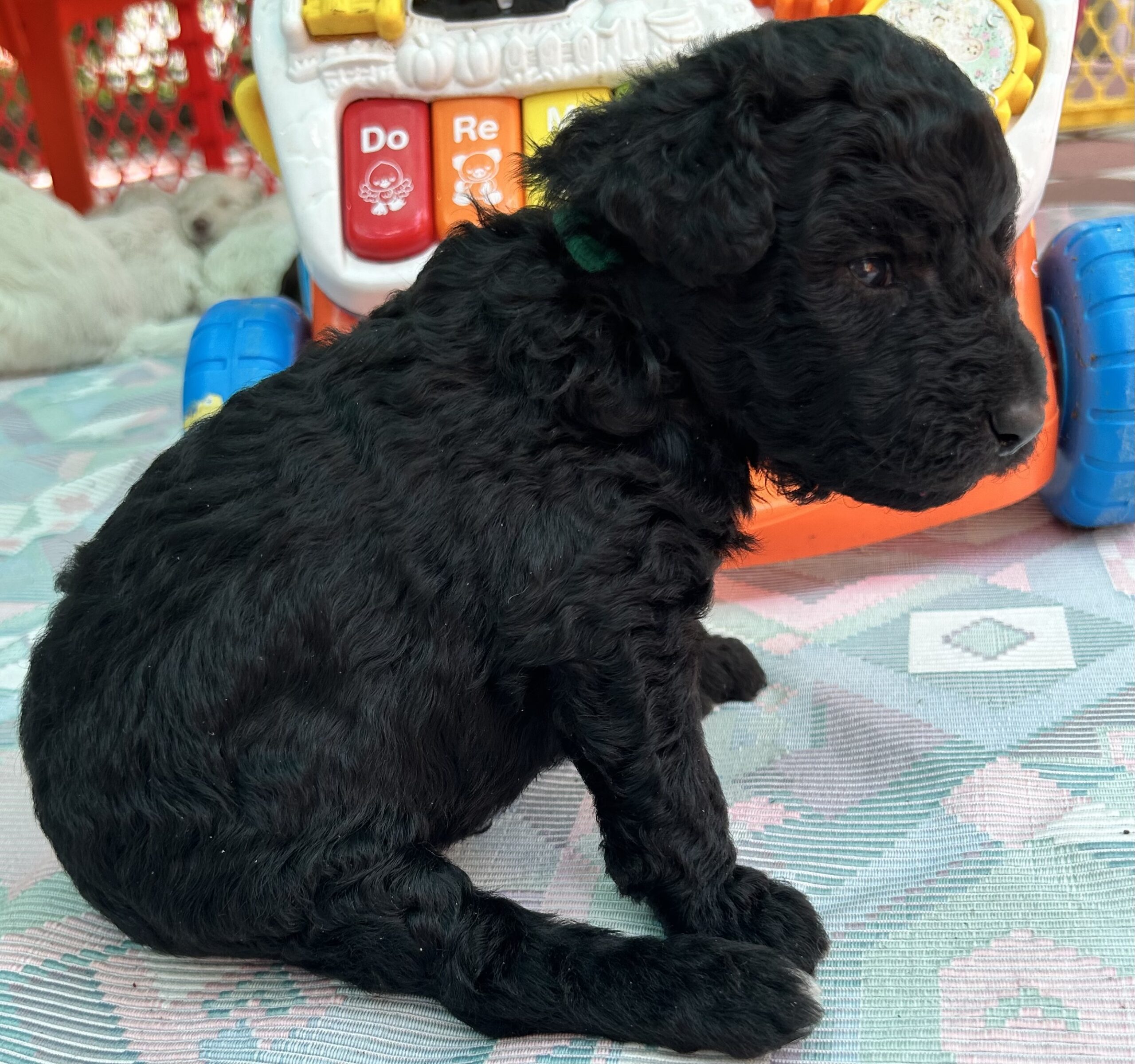Puppies Shop All – Labradoodle Country