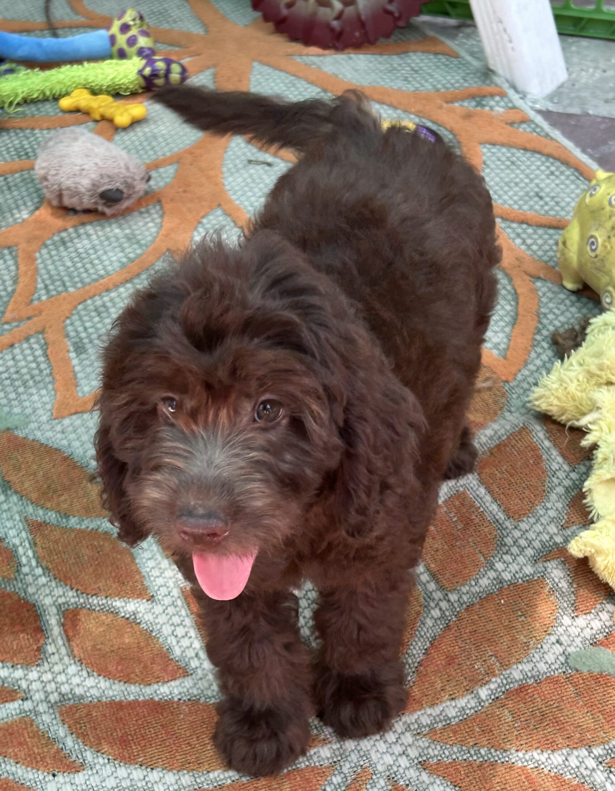 Chocolate Brown Labradoodle Puppies