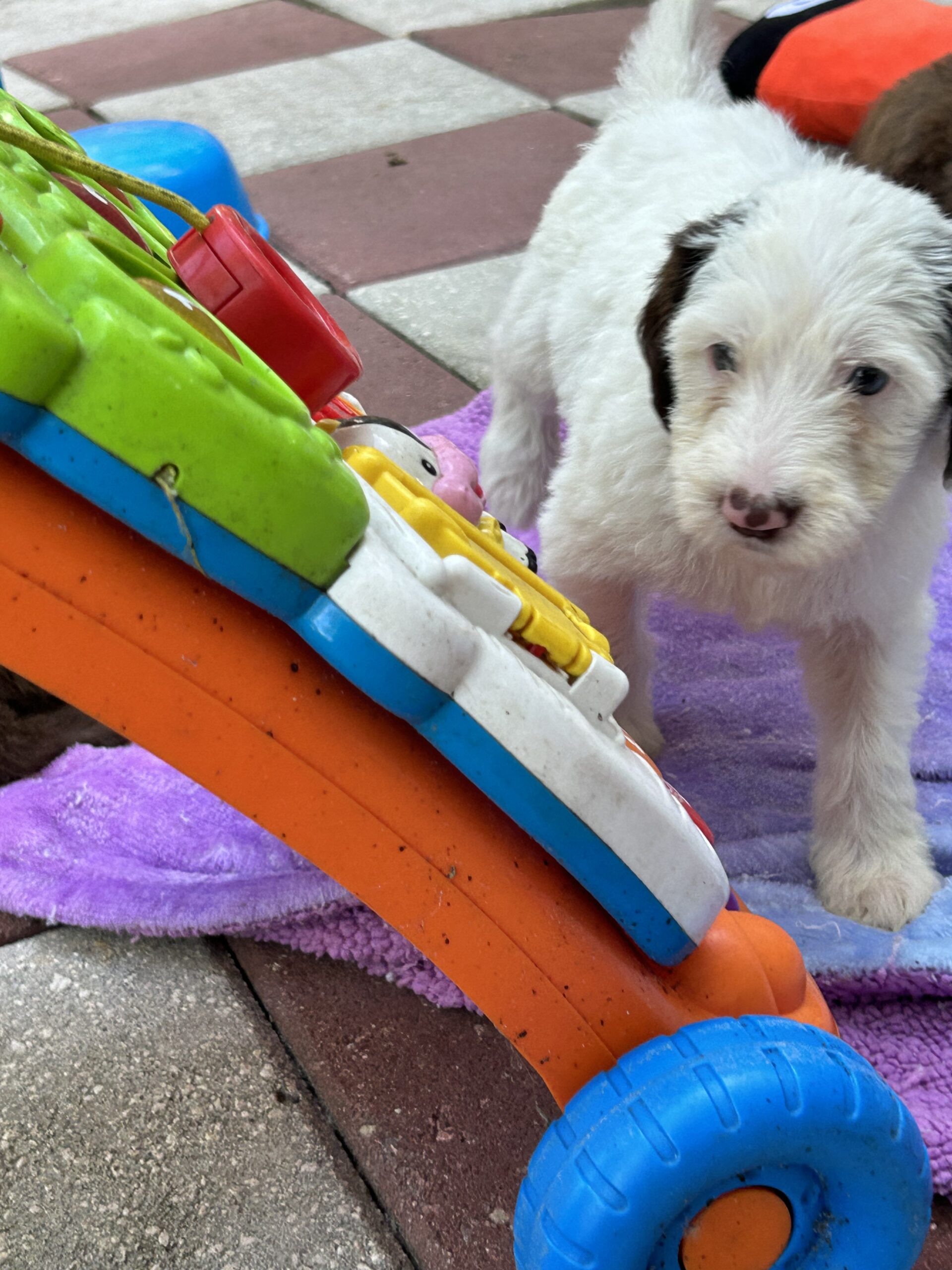 Cocoa purple collar girl: Chocolate Parti Multi Generation Standard ...