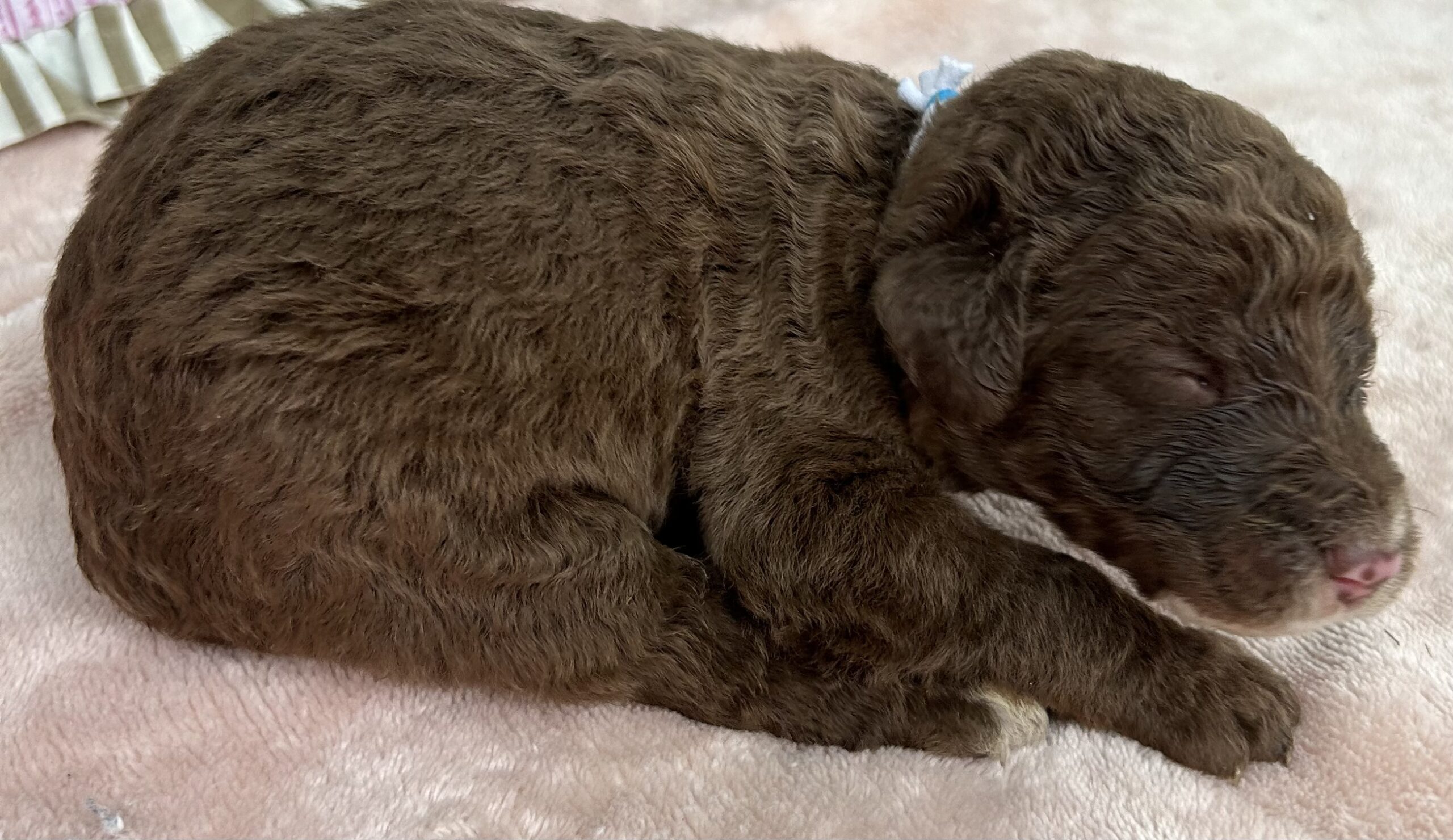 Labradoodle Country – Labradoodle Puppies