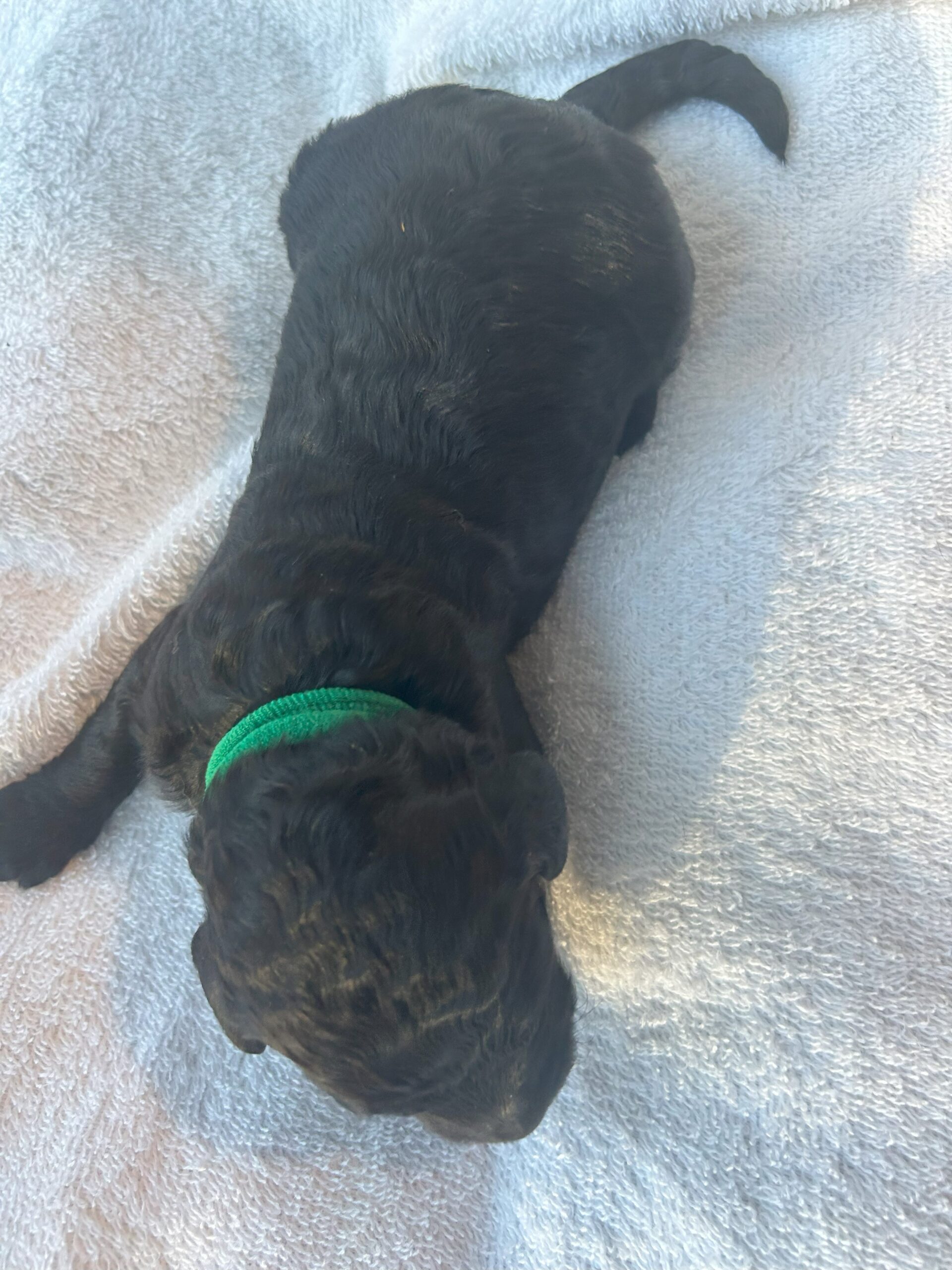Pepper: Green Collar Boy: Standard Black Labradoodle (Copy ...