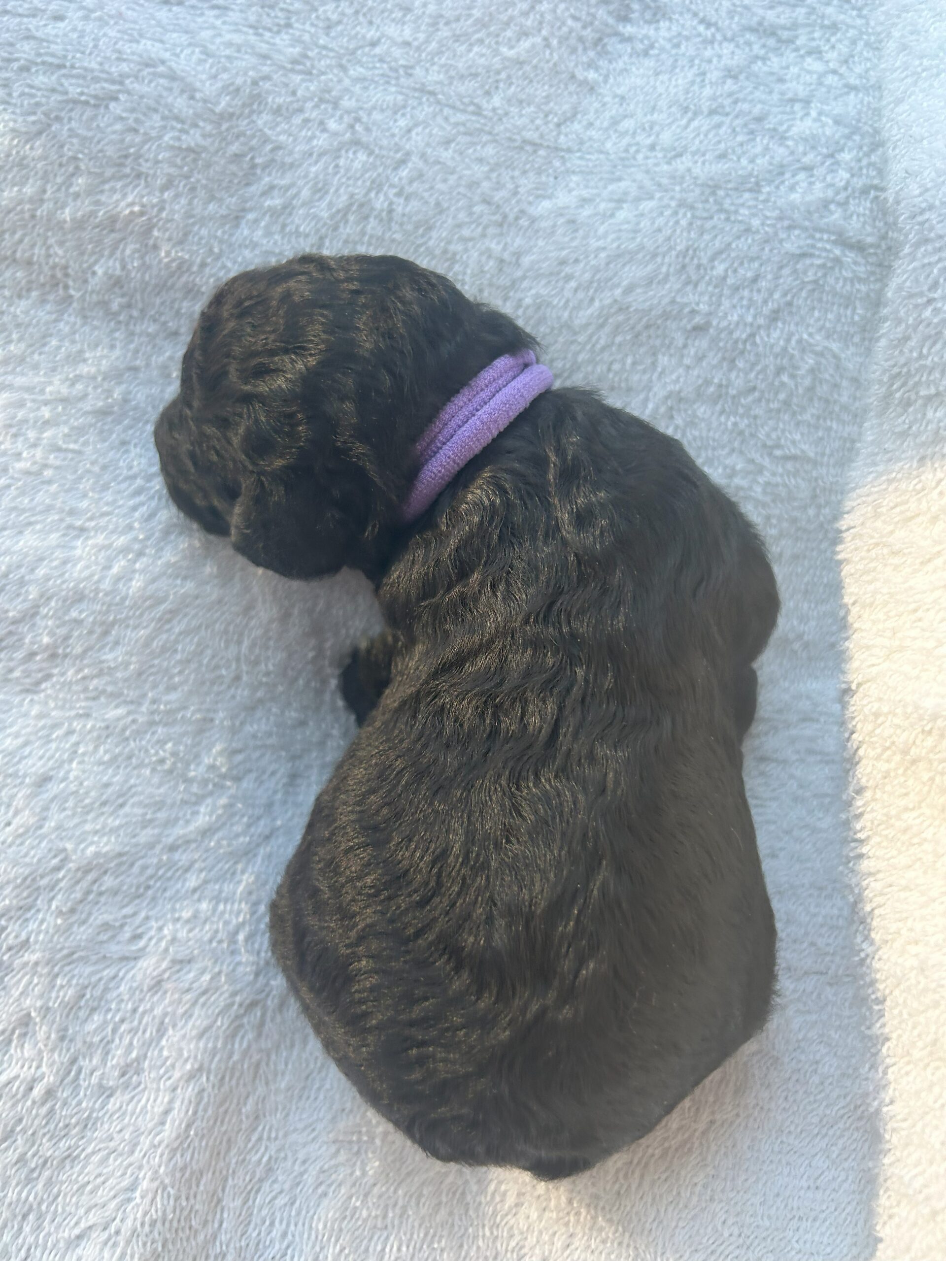 Pepper: Purple Collar Girl: Standard Black Labradoodle – Labradoodle ...