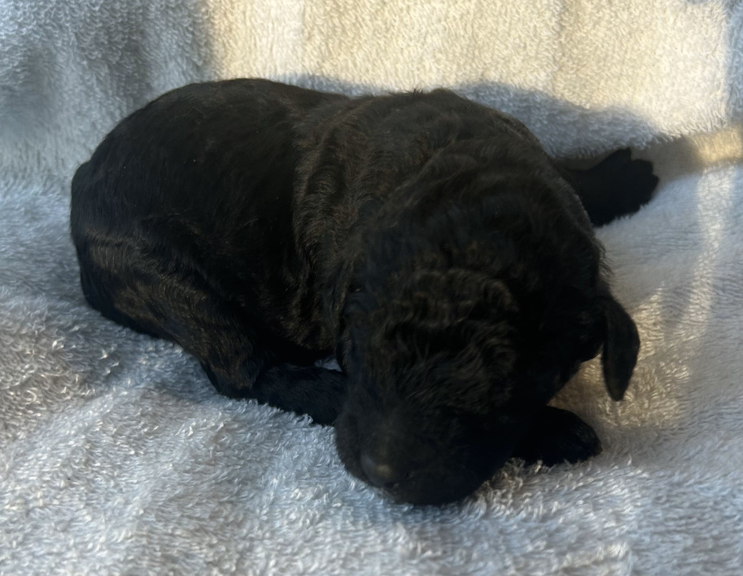 Pepper: Purple Collar Girl: Standard Black Labradoodle – Labradoodle ...