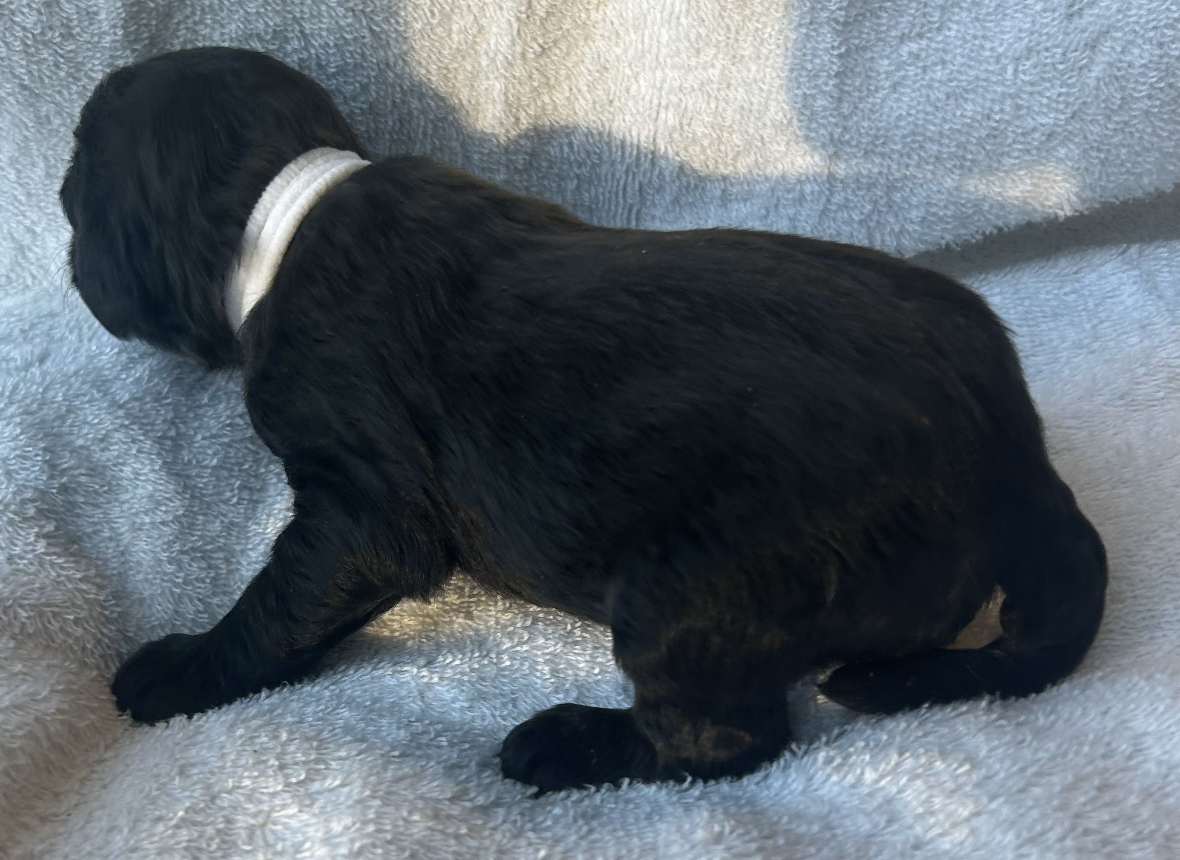 Pepper: White Collar Boy: Standard Black Labradoodle – Labradoodle Country