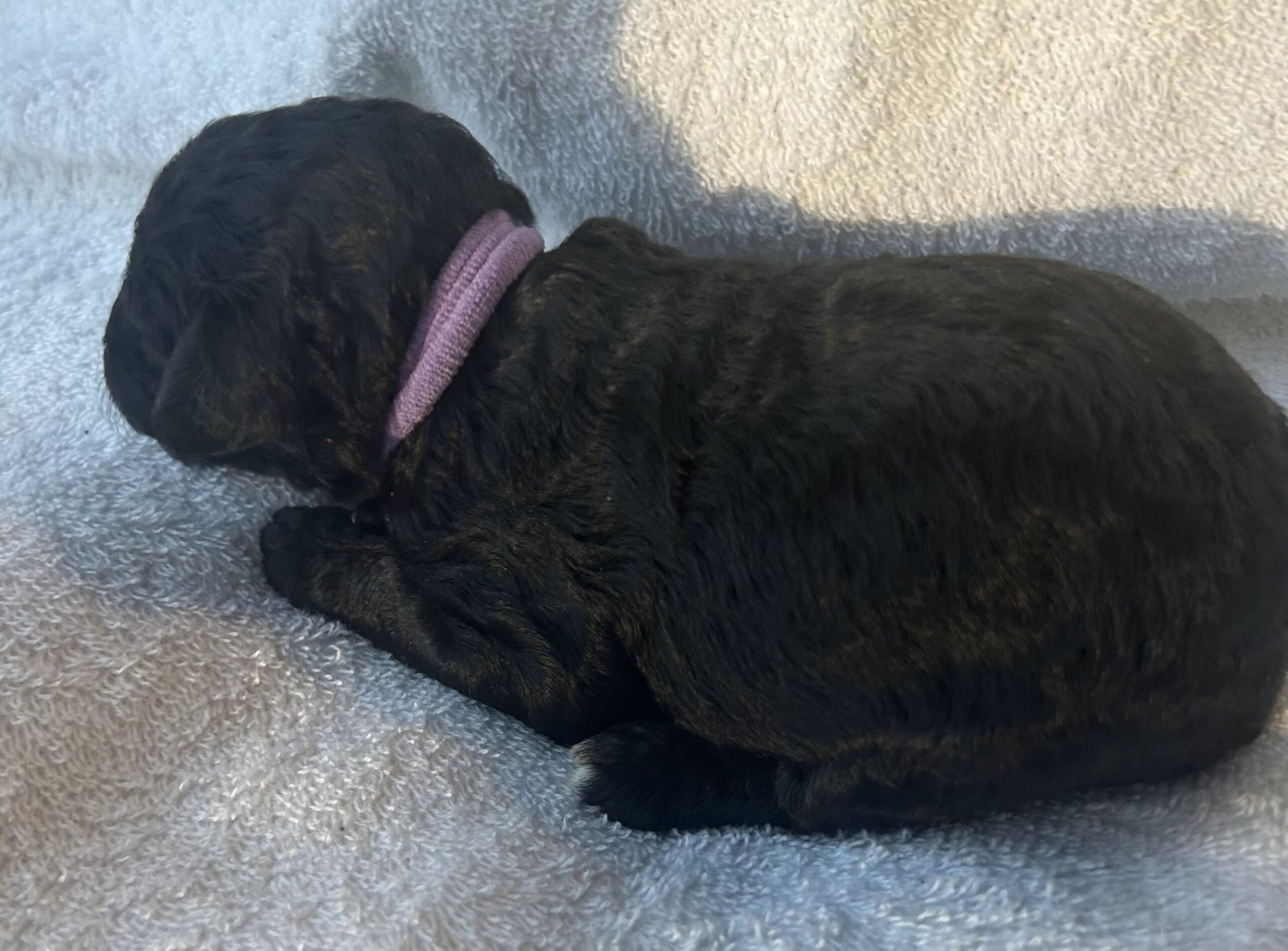 Pepper: Purple Collar Girl: Standard Black Labradoodle – Labradoodle ...