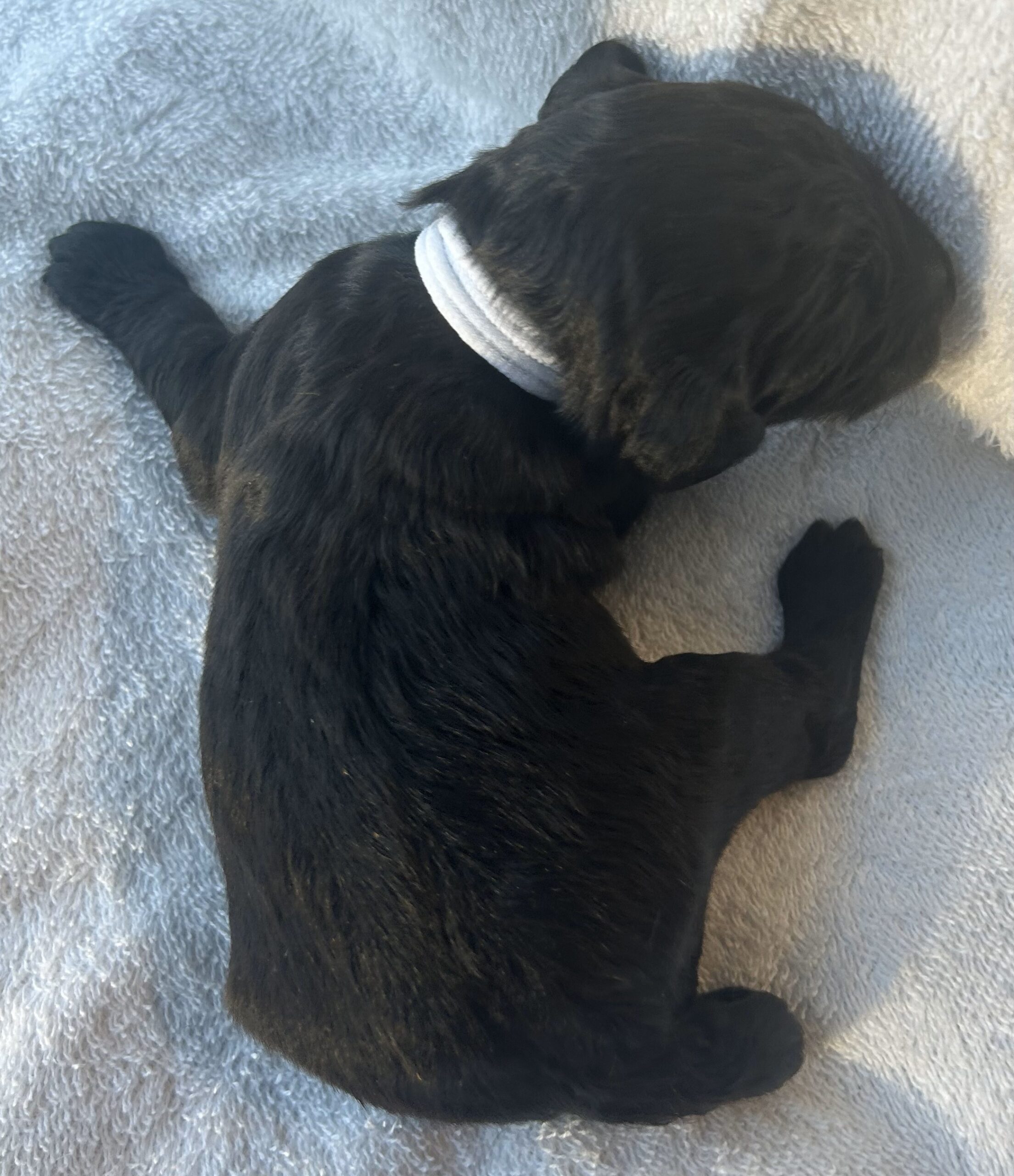 Pepper: White Collar Boy: Standard Black Labradoodle – Labradoodle Country