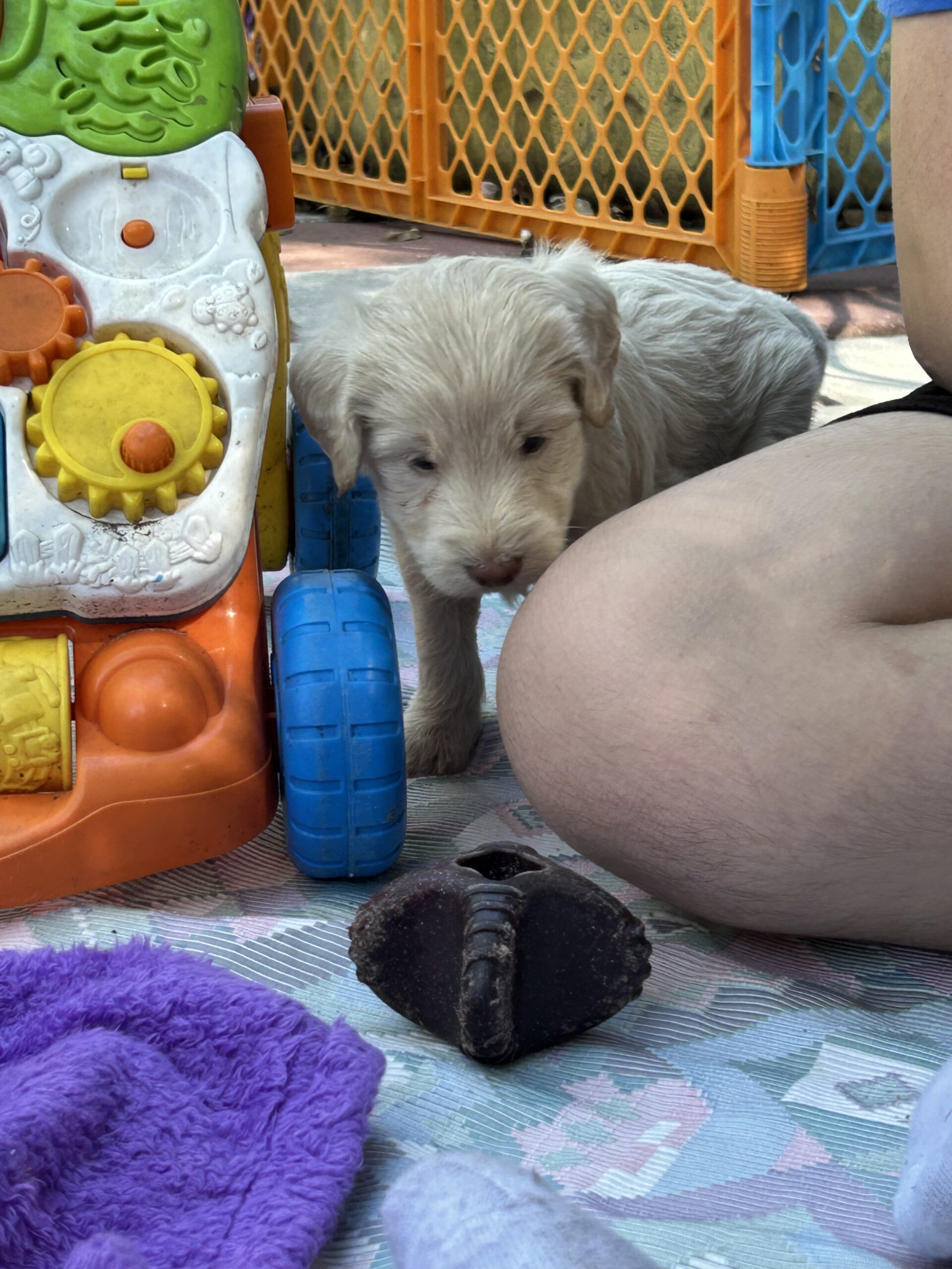 Diamonds Blue Collar Boy: Cream/White Moyen (Medium) Labradoodles ...