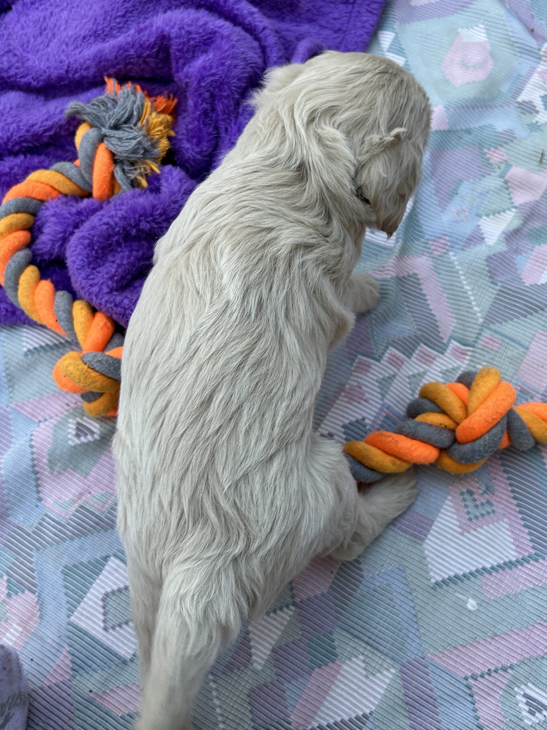 Diamonds Blue Collar Boy: Cream/White Moyen (Medium) Labradoodles ...