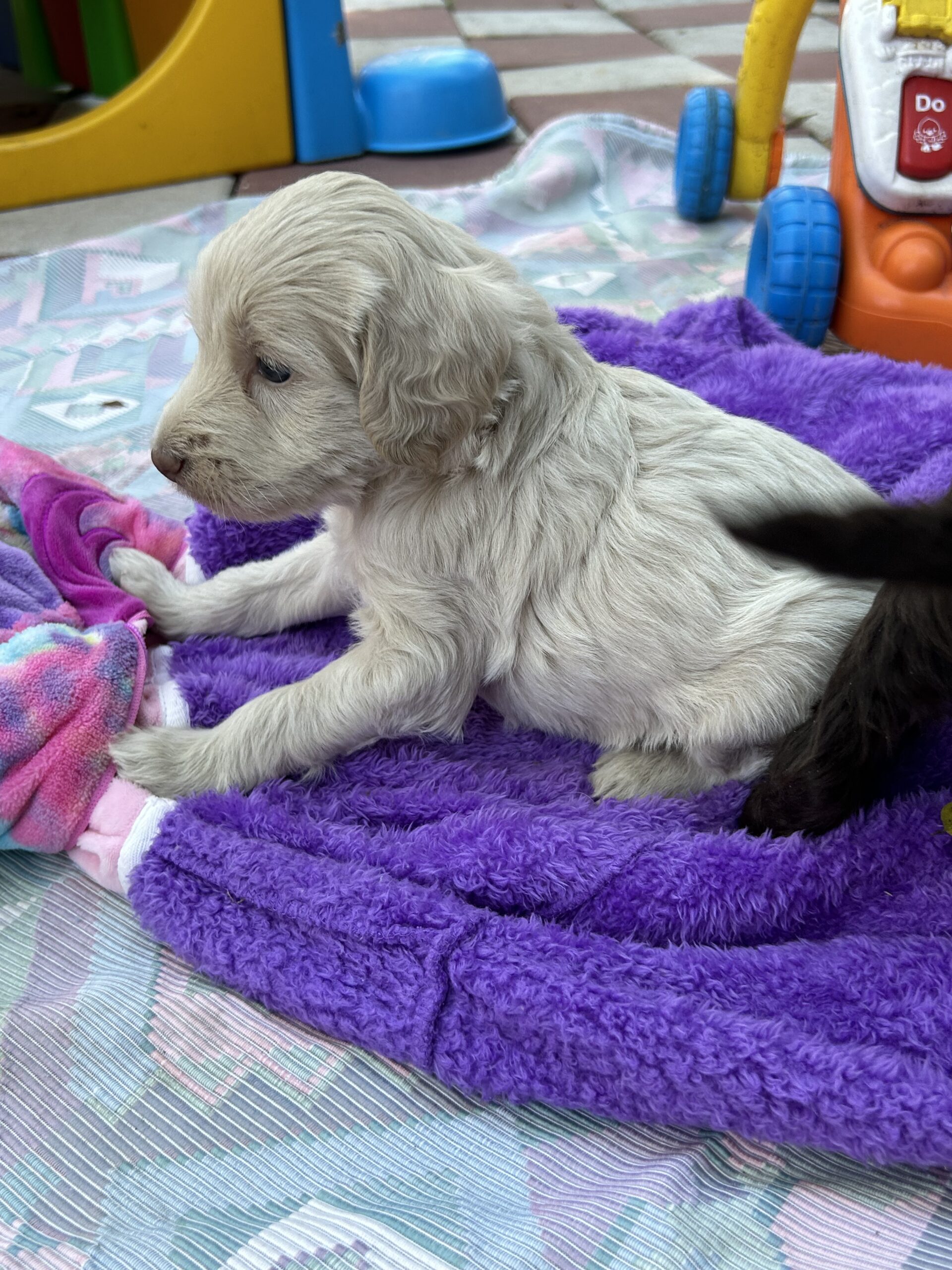 Diamonds Blue Collar Boy: Cream/White Moyen (Medium) Labradoodles ...