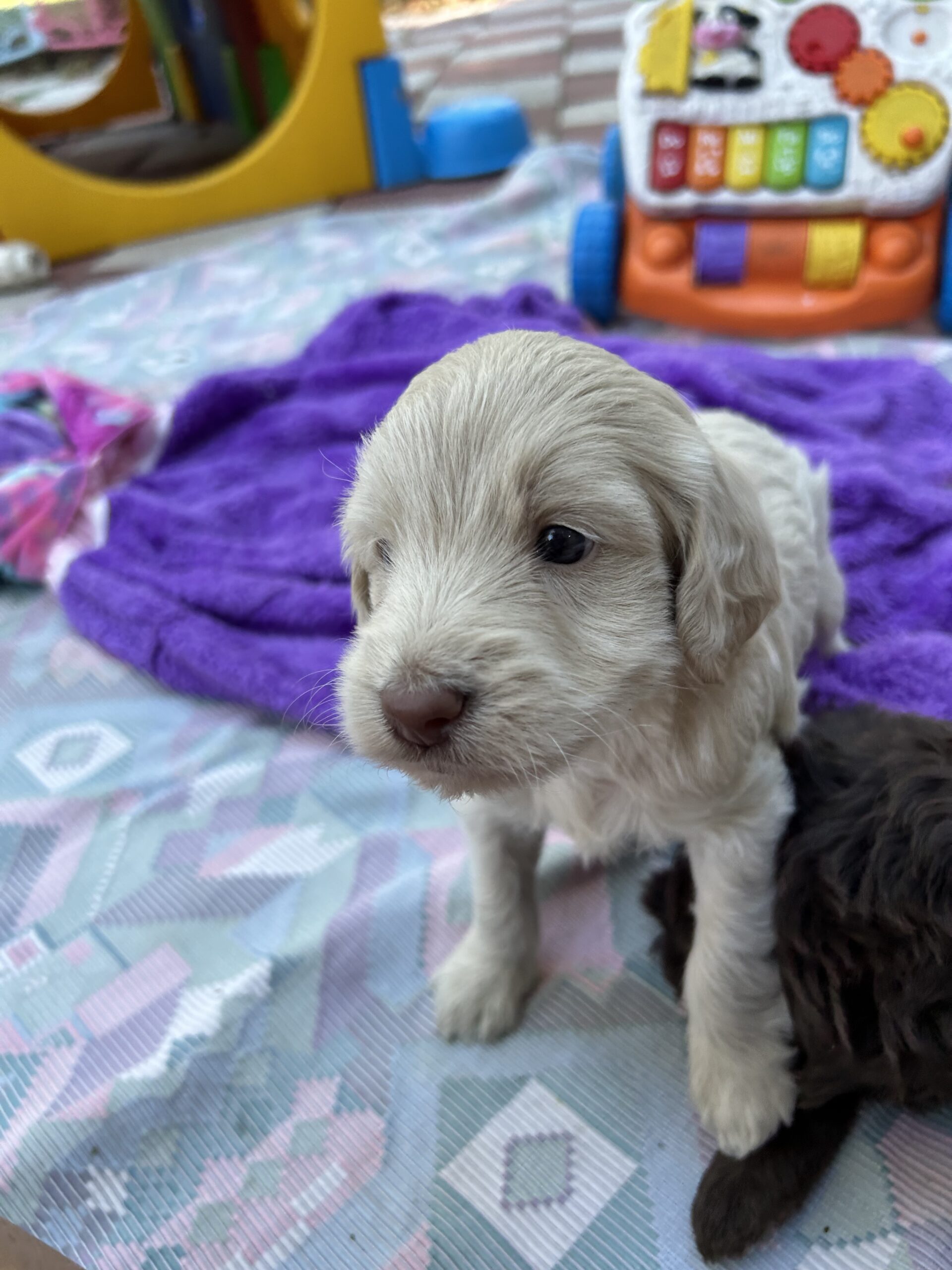 Diamonds Blue Collar Boy: Cream/White Moyen (Medium) Labradoodles ...