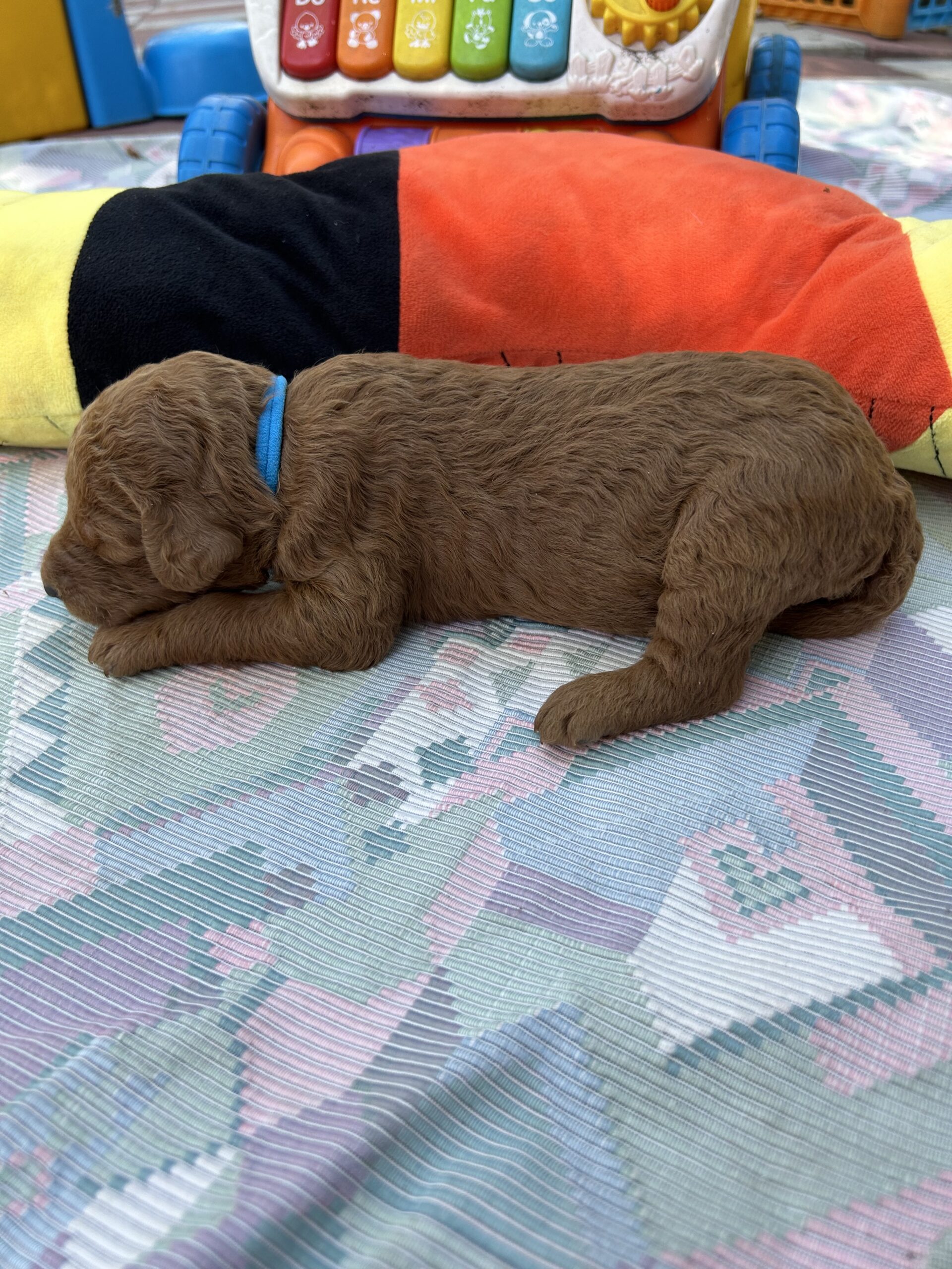 Lacys Blue Collar Boy: Standard Multi Generation Red Labradoodle ...
