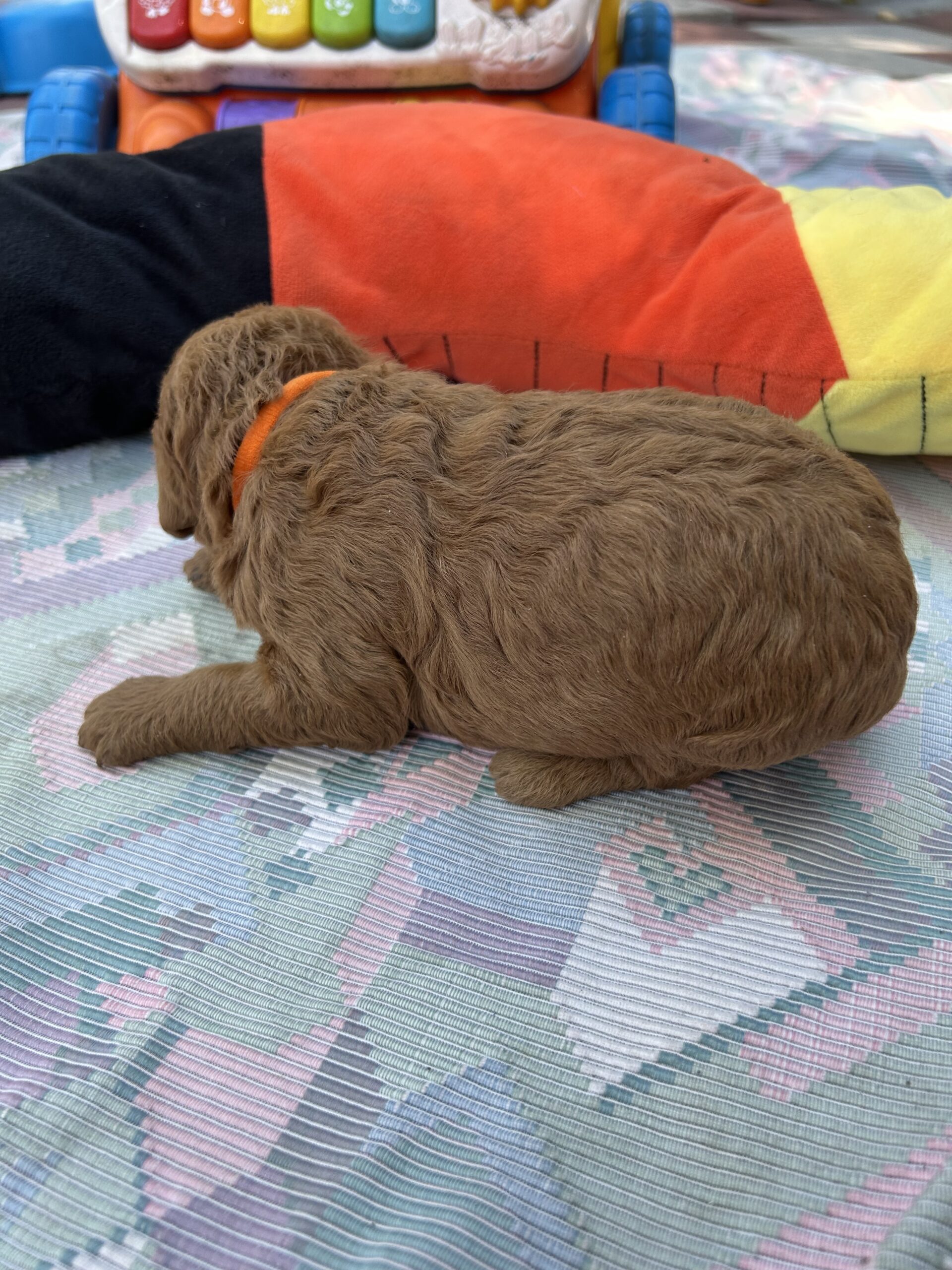 Lacys Orange Collar Boy: Standard Multi Generation Red Labradoodle ...