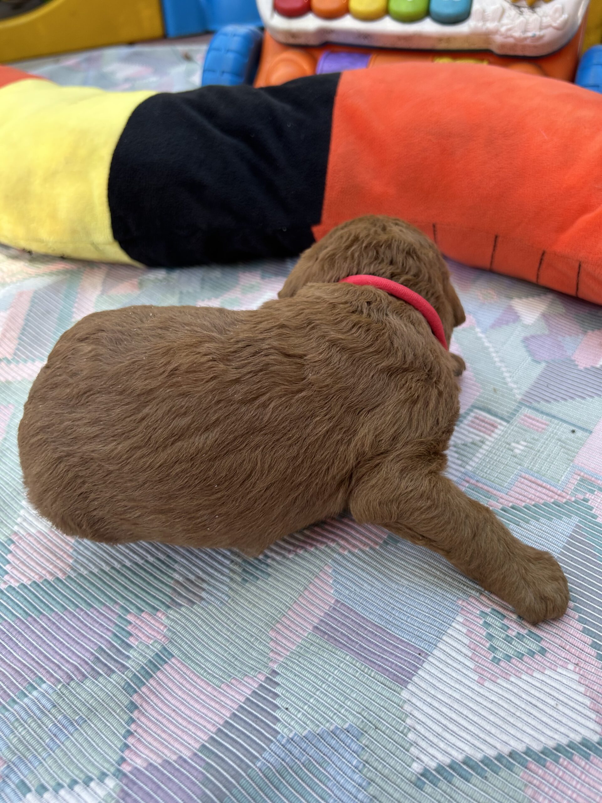 Lacys Red Collar Boy: Standard Multi Generation Red Labradoodle ...