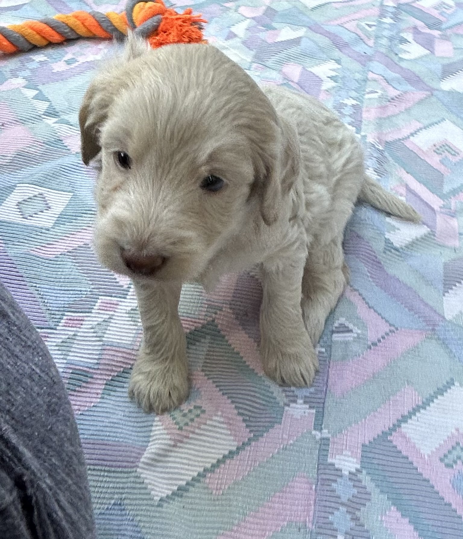 Diamonds Blue Collar Boy: Cream/White Moyen (Medium) Labradoodles ...