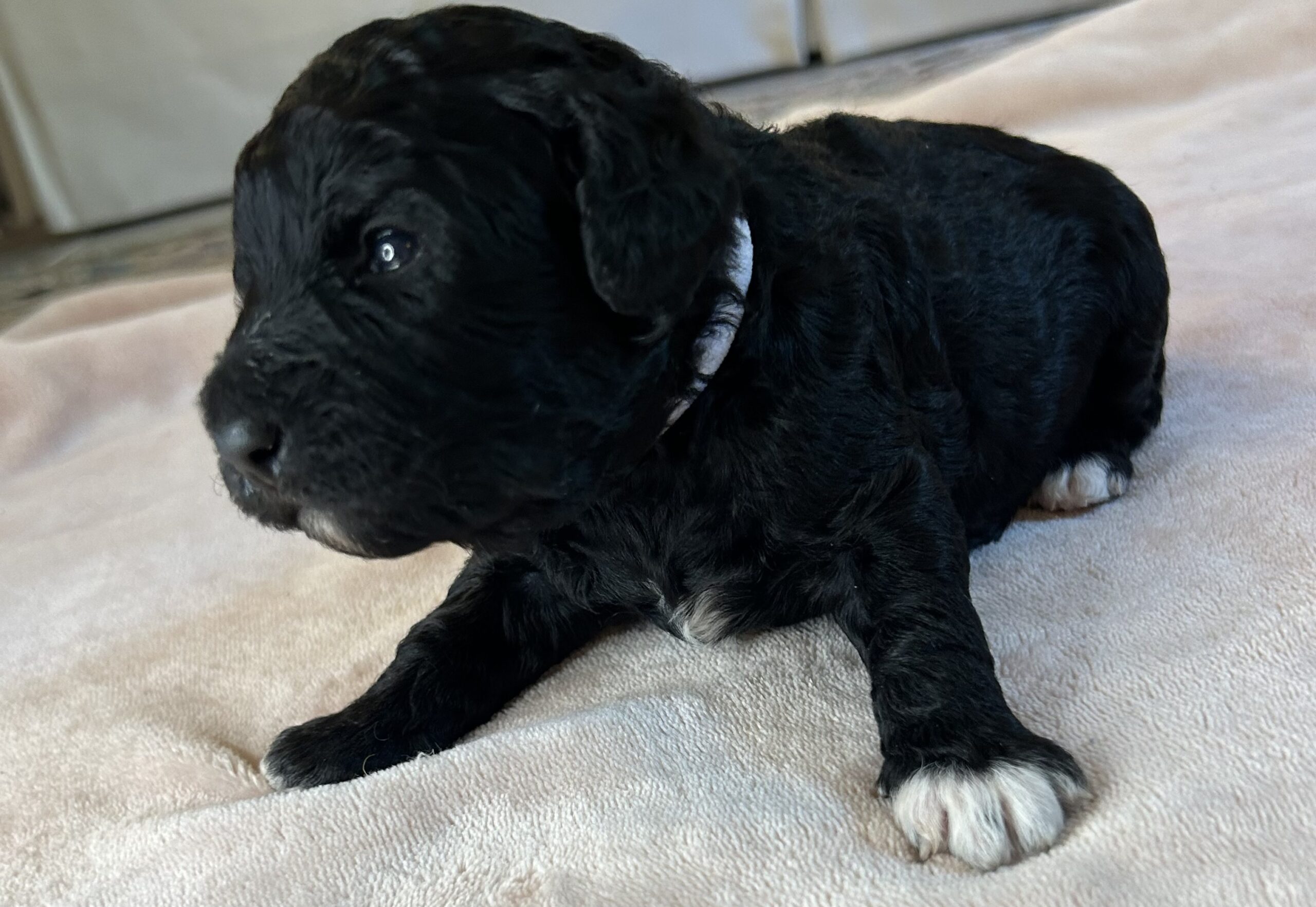 Daisy: White Collar Girl: Black Color Moyen (Medium) Labradoodle ...