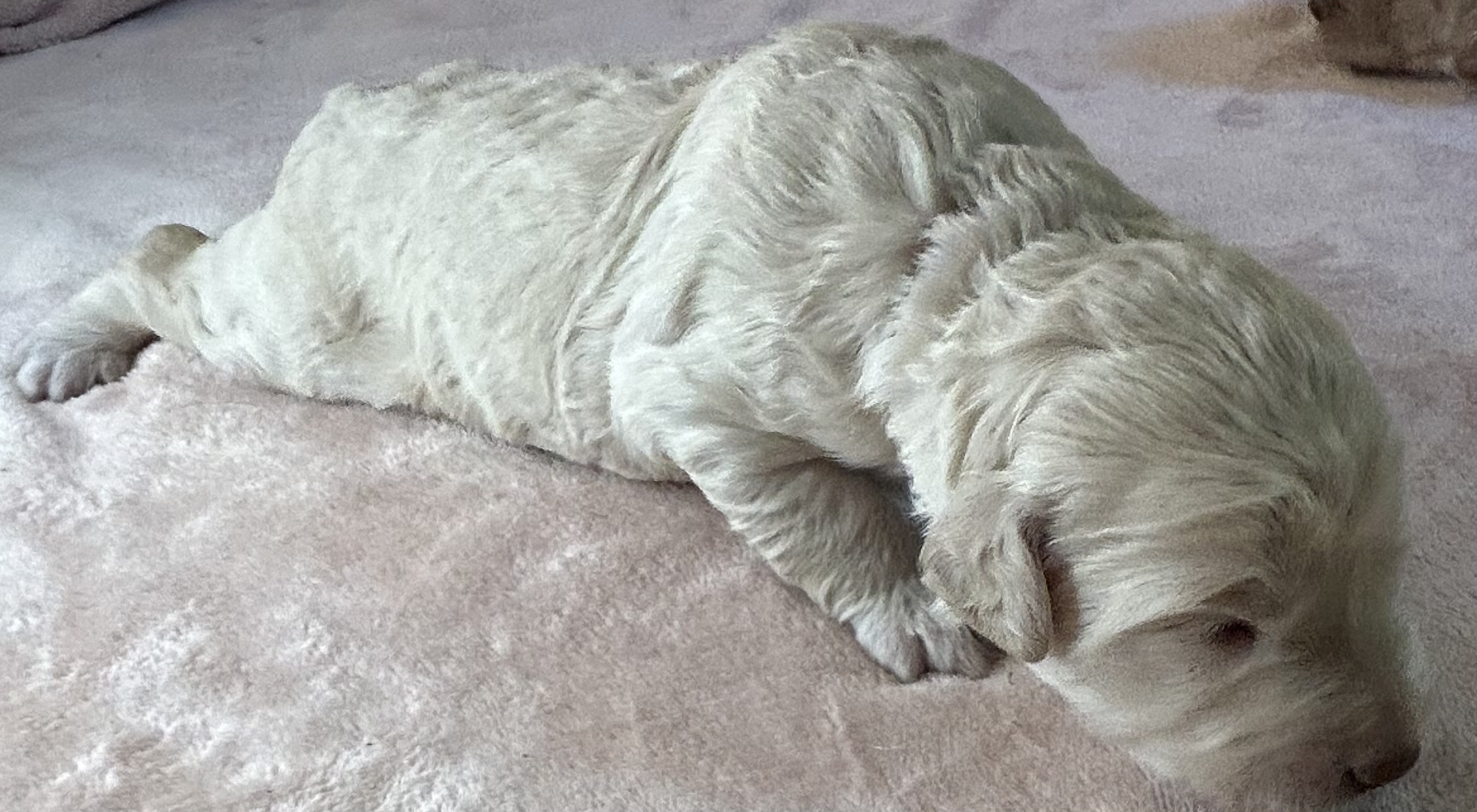 Daisy:Purple Collar Girl: Moyen (Medium) Labradoodles: – Labradoodle ...