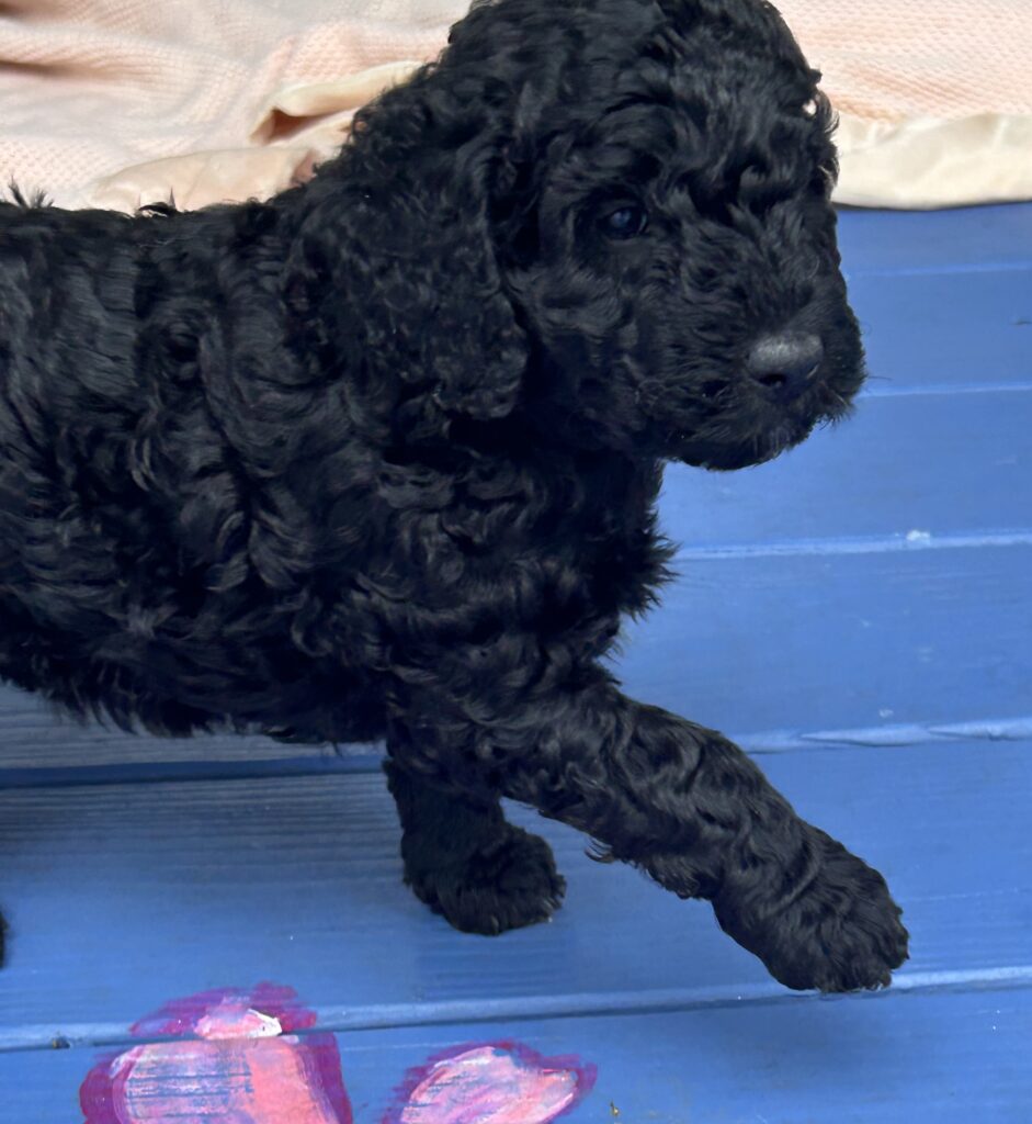 LAST MEDIUM Available Christmas: Daisy: Yellow Collar Boy: Black Color ...