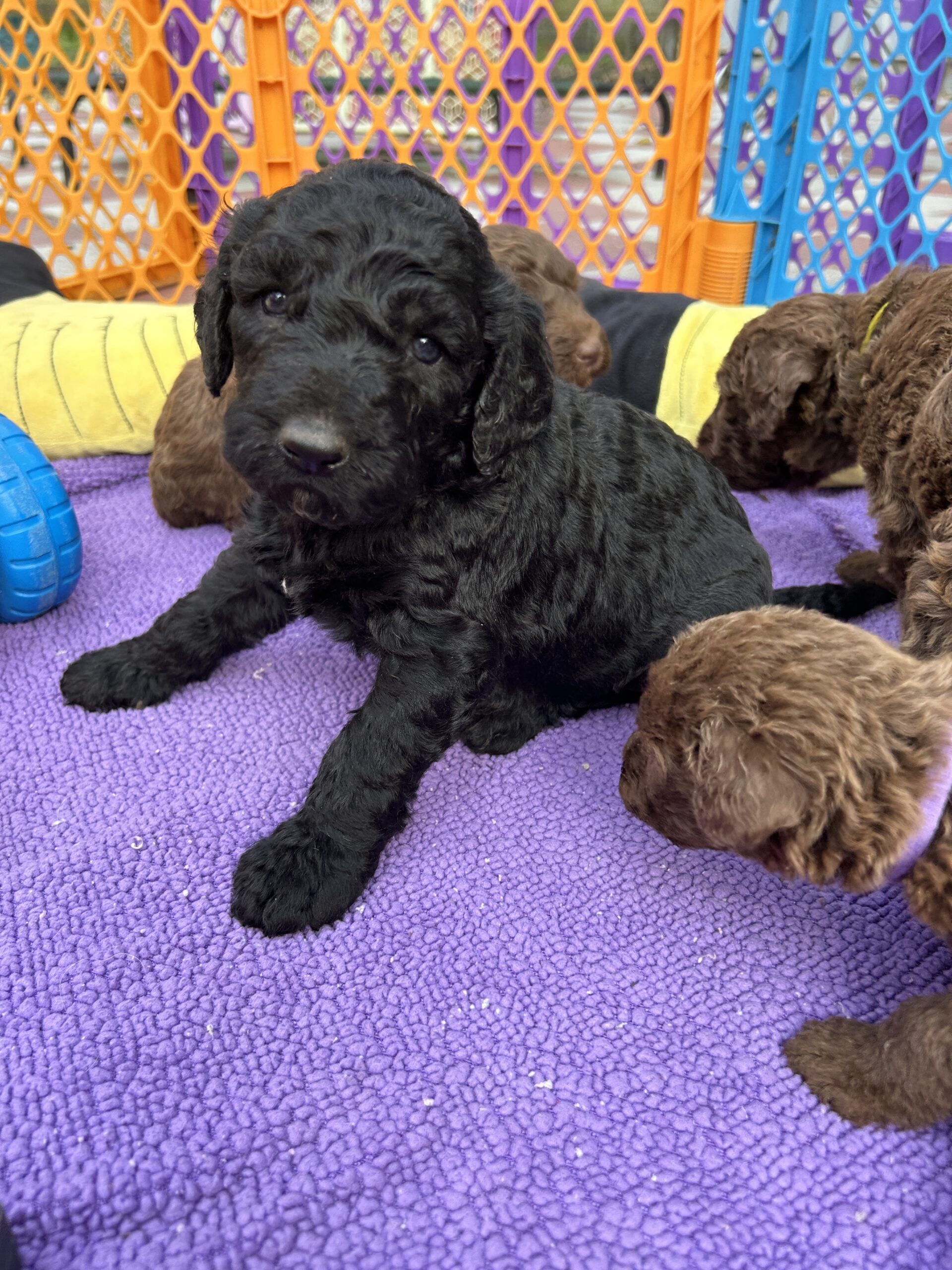 Labradoodle Country – Labradoodle Puppies