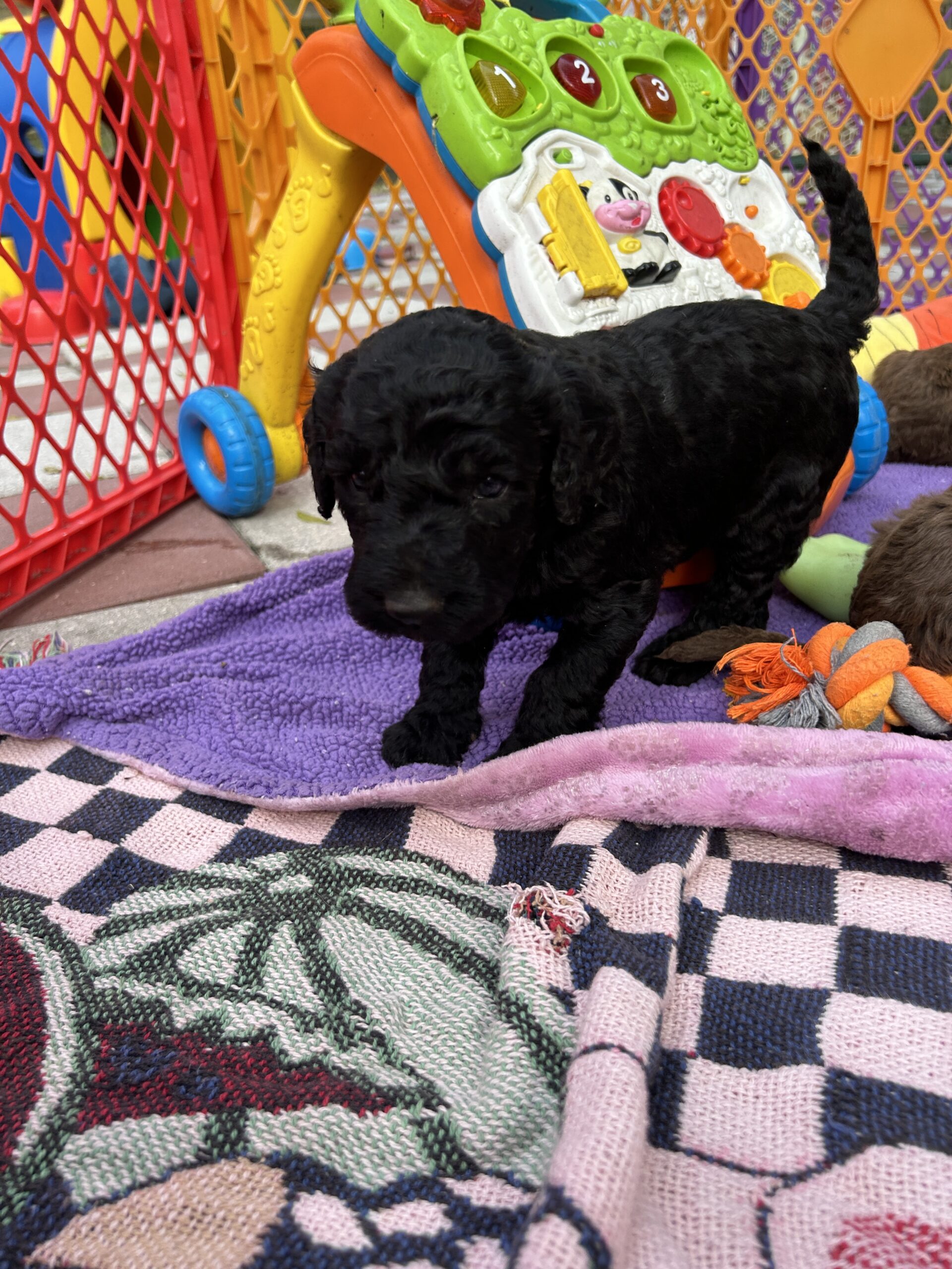 Aussie: Red Collar Boy: Standard Multi Generation Black Labradoodle ...