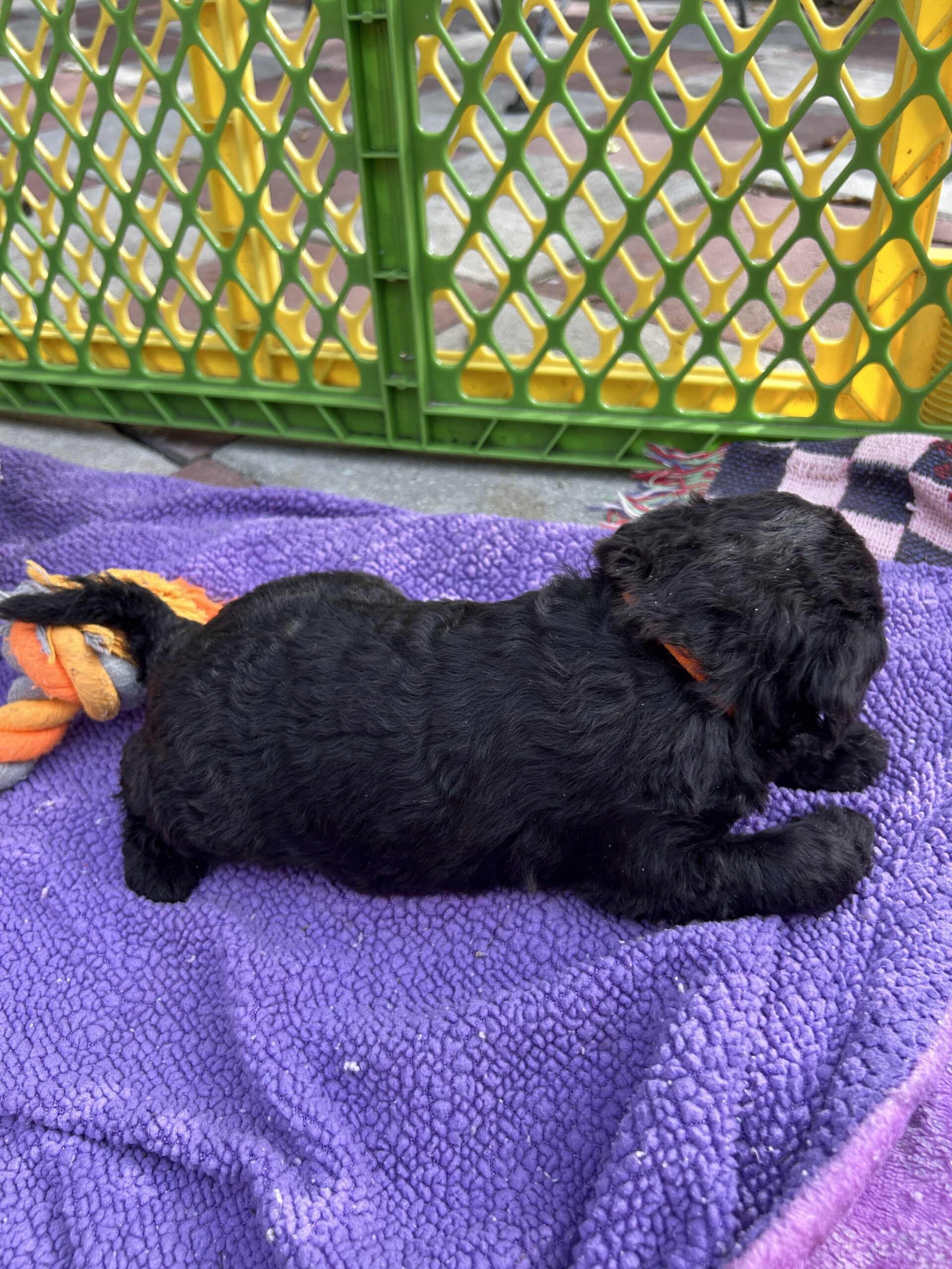 Aussie: Orange Collar Boy: Standard Multi Generation Black Labradoodle ...
