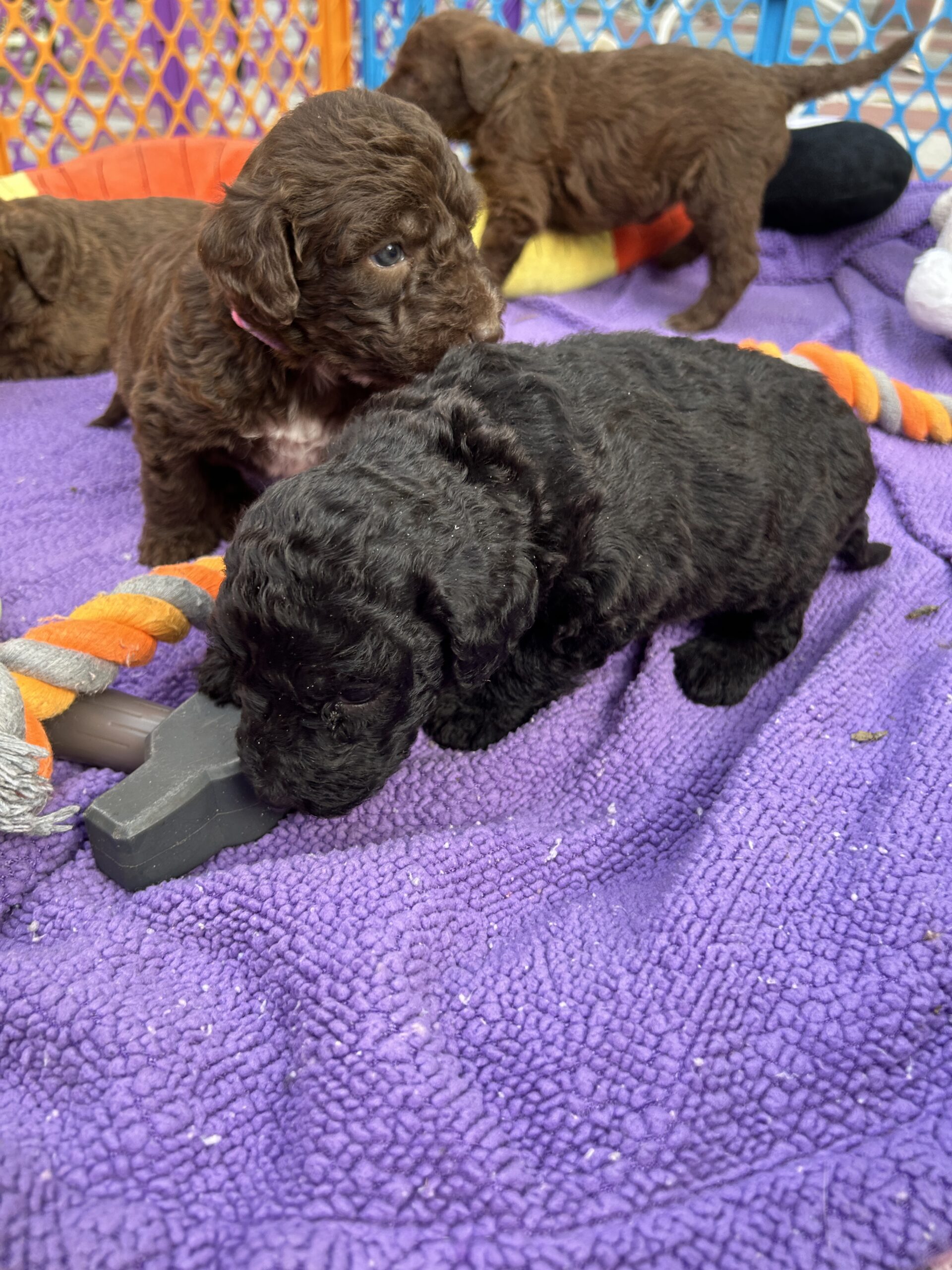 Aussie: Orange Collar Boy: Standard Multi Generation Black Labradoodle ...