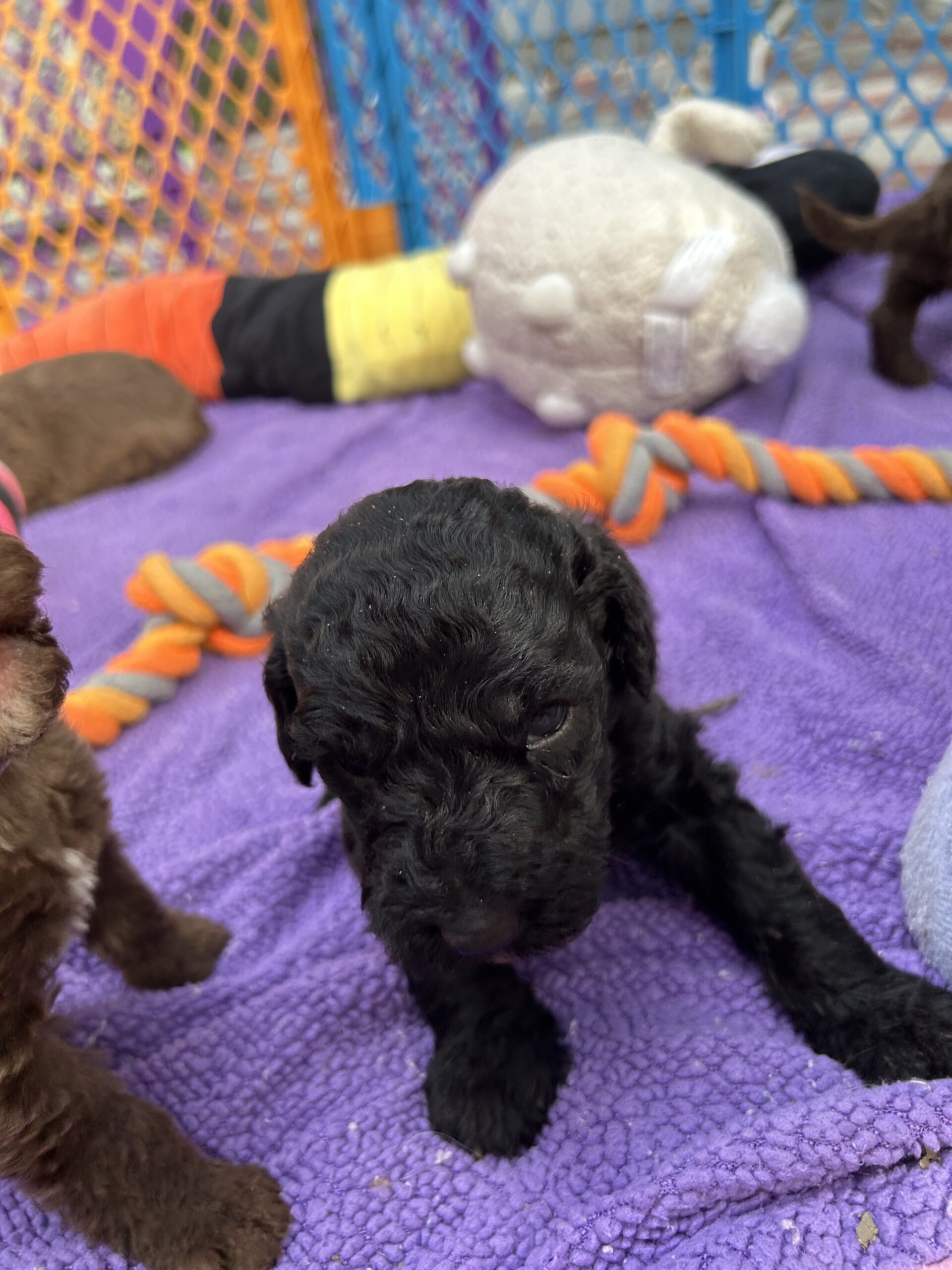 Aussie: Orange Collar Boy: Standard Multi Generation Black Labradoodle ...
