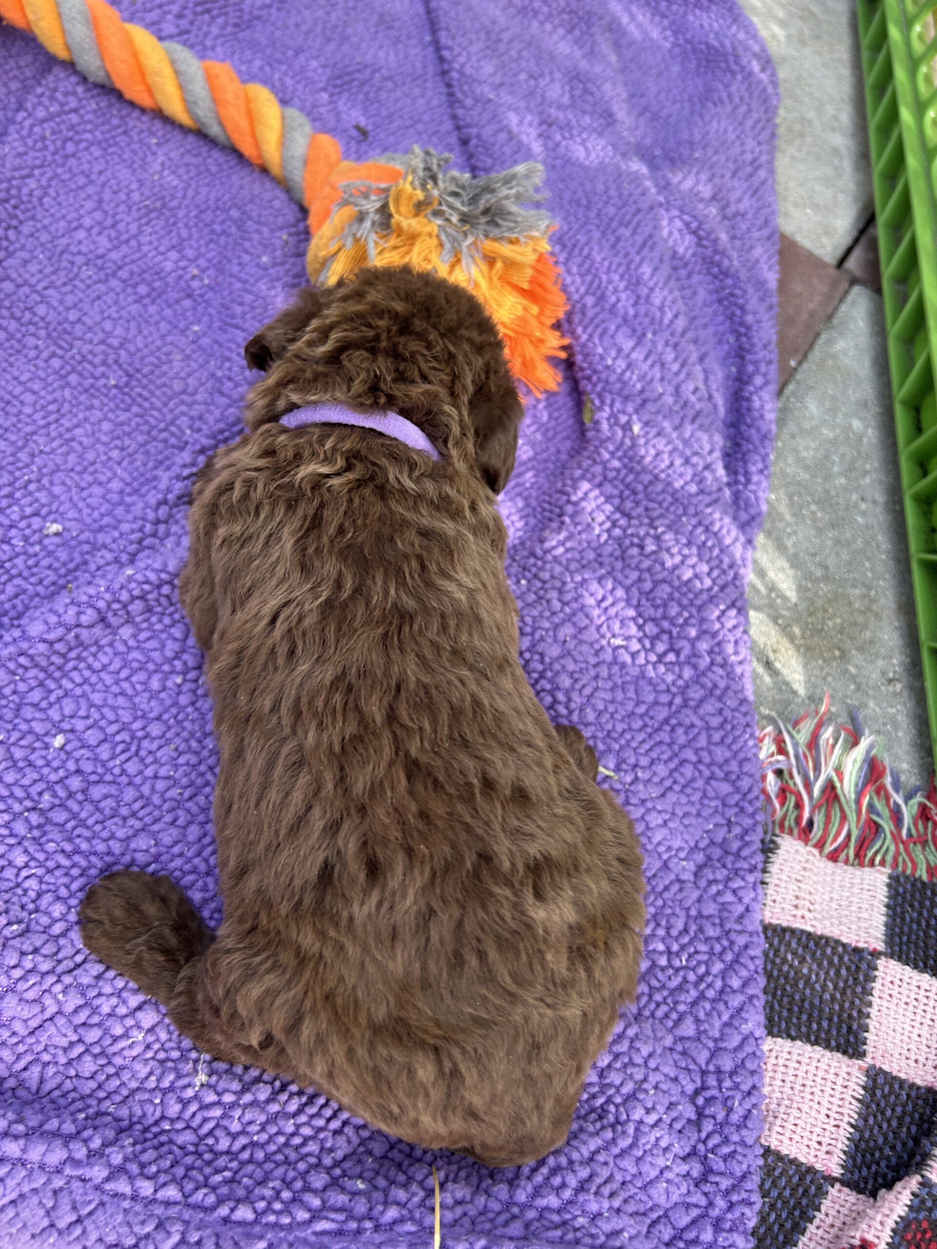 Aussie: Purple Collar Girl: Standard Multi Generation Chocolate ...