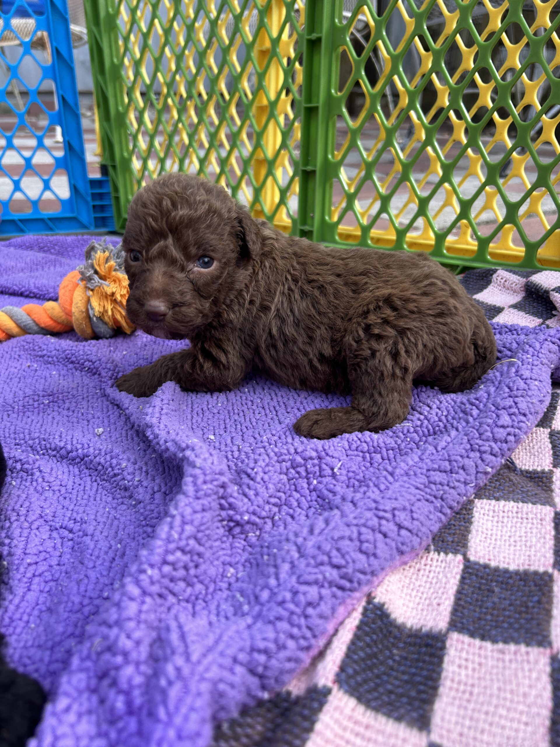 Aussie: Purple Collar Girl: Standard Multi Generation Chocolate ...