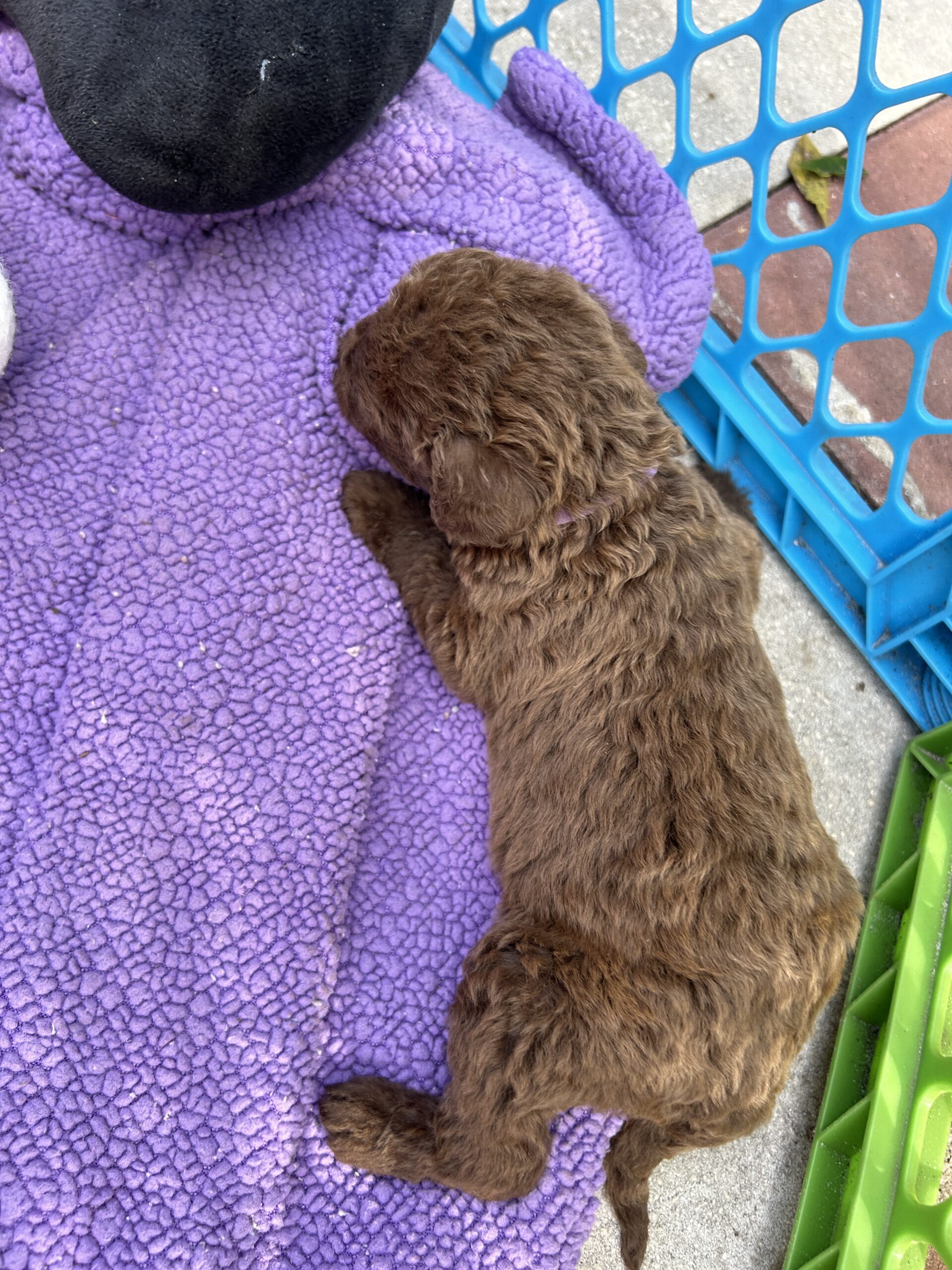 Aussie: Purple Collar Girl: Standard Multi Generation Chocolate ...