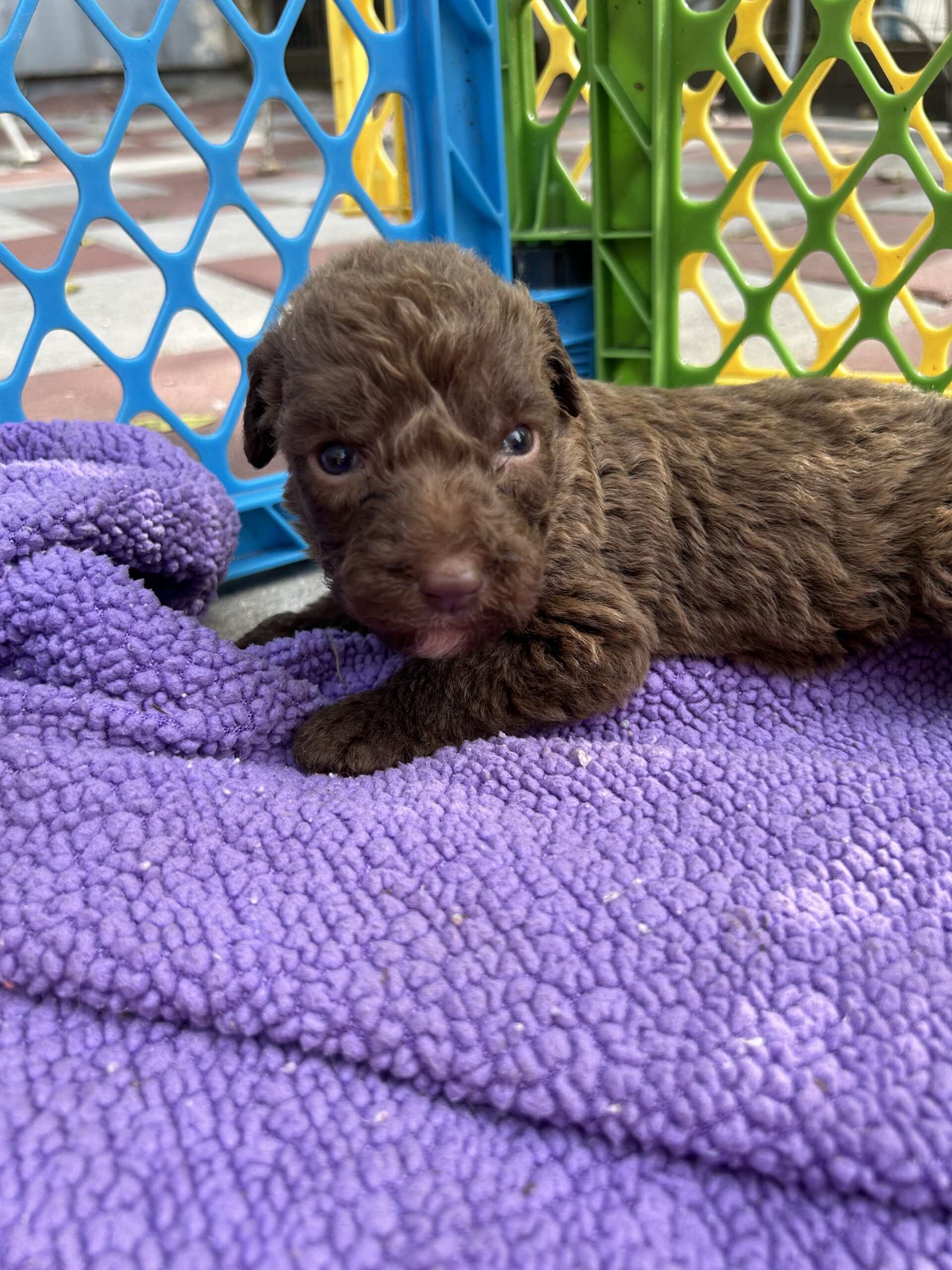 Aussie: Purple Collar Girl: Standard Multi Generation Chocolate ...