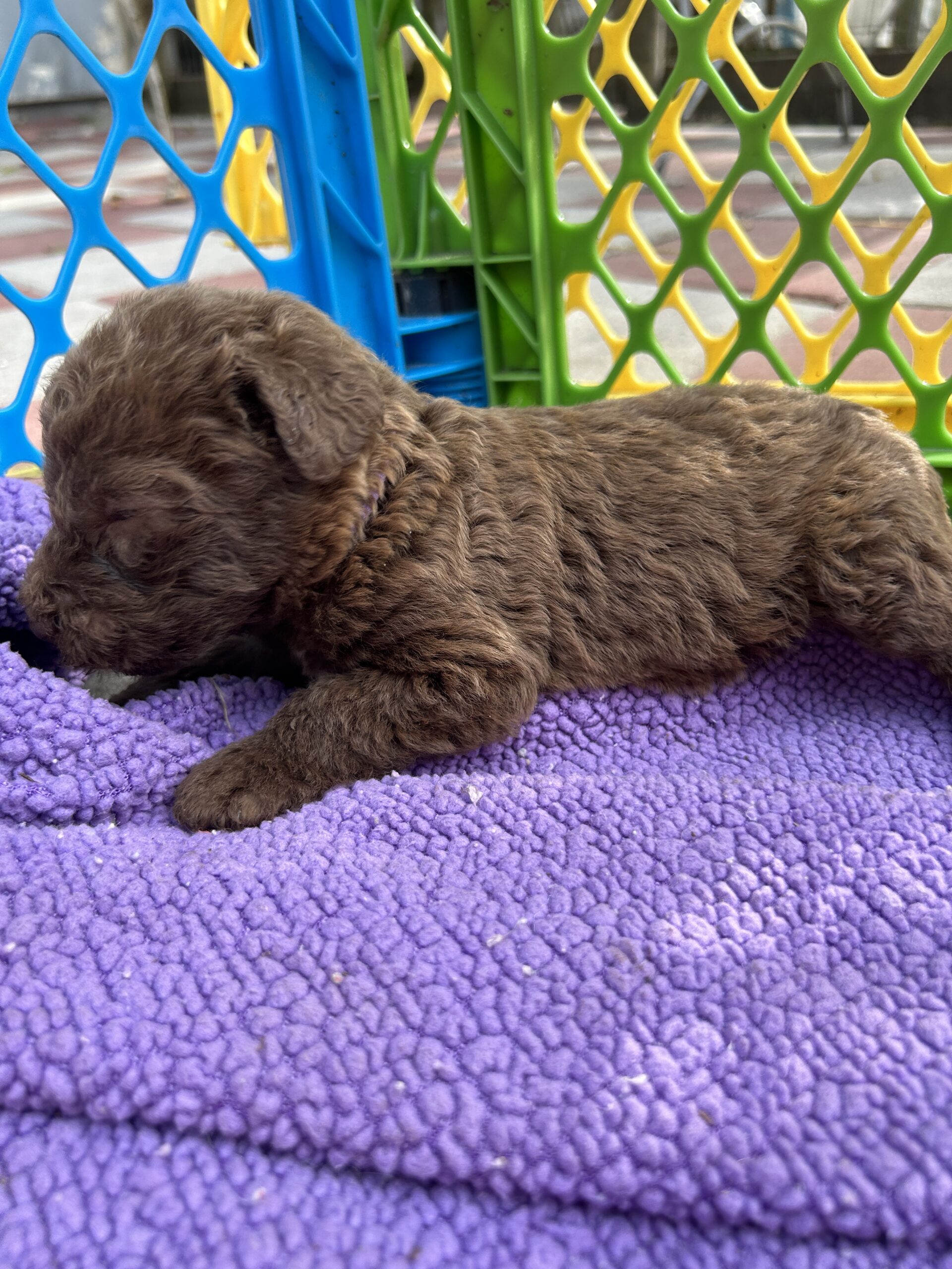 Aussie: Purple Collar Girl: Standard Multi Generation Chocolate ...