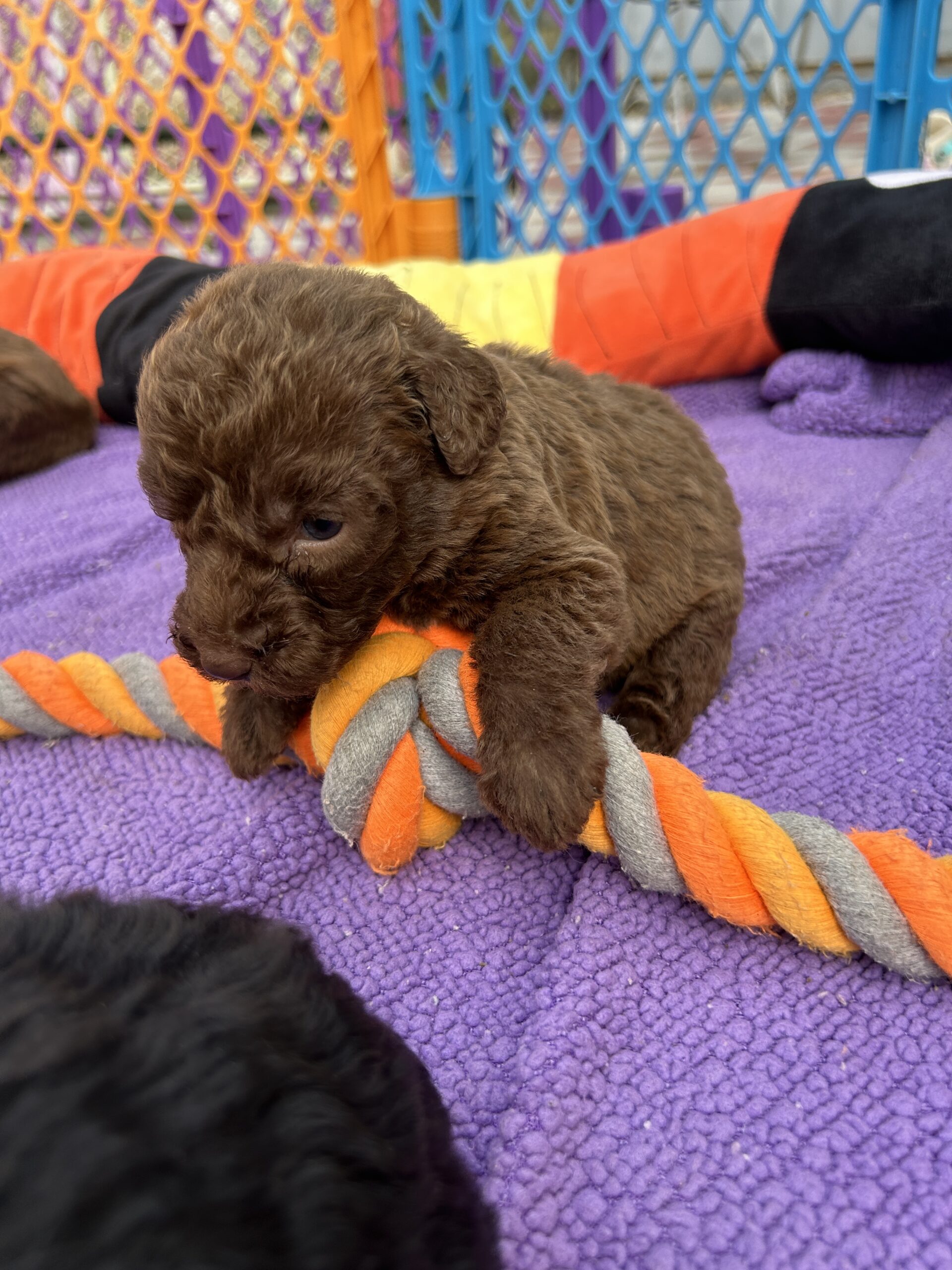 Aussie: Purple Collar Girl: Standard Multi Generation Chocolate ...