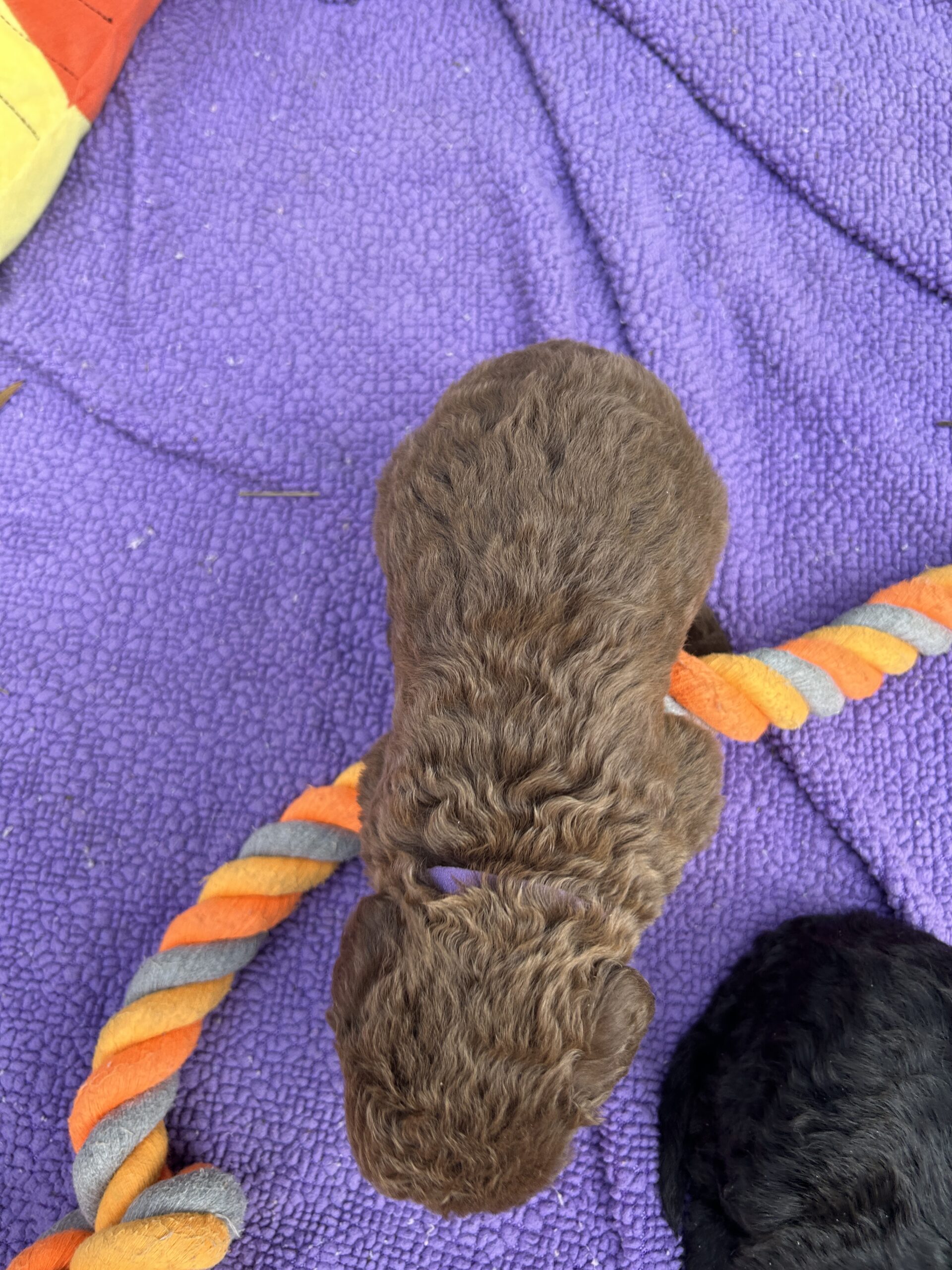 Aussie: Purple Collar Girl: Standard Multi Generation Chocolate ...