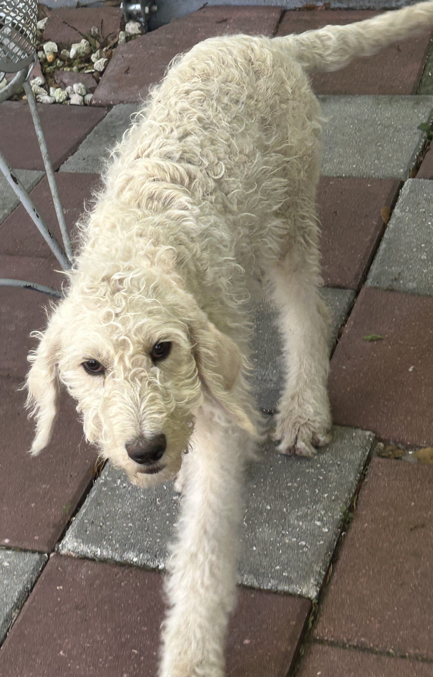 Guardian Available: CAN GO HOME TODAY: Pebbles: Pink Collar Girl: Multi ...