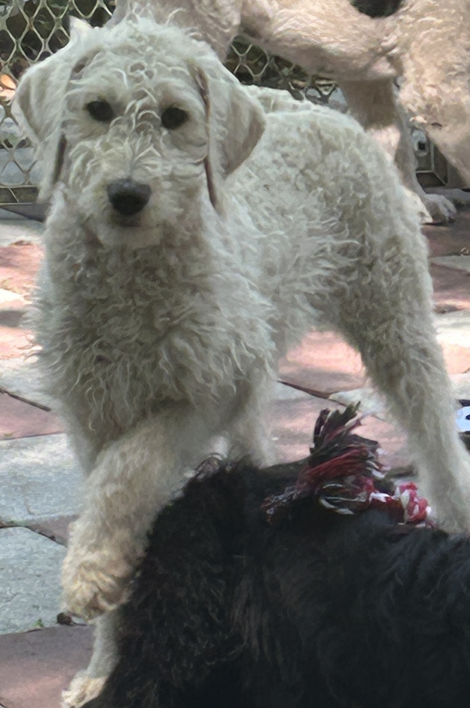 Guardian Available: CAN GO HOME TODAY: Pebbles: Pink Collar Girl: Multi ...
