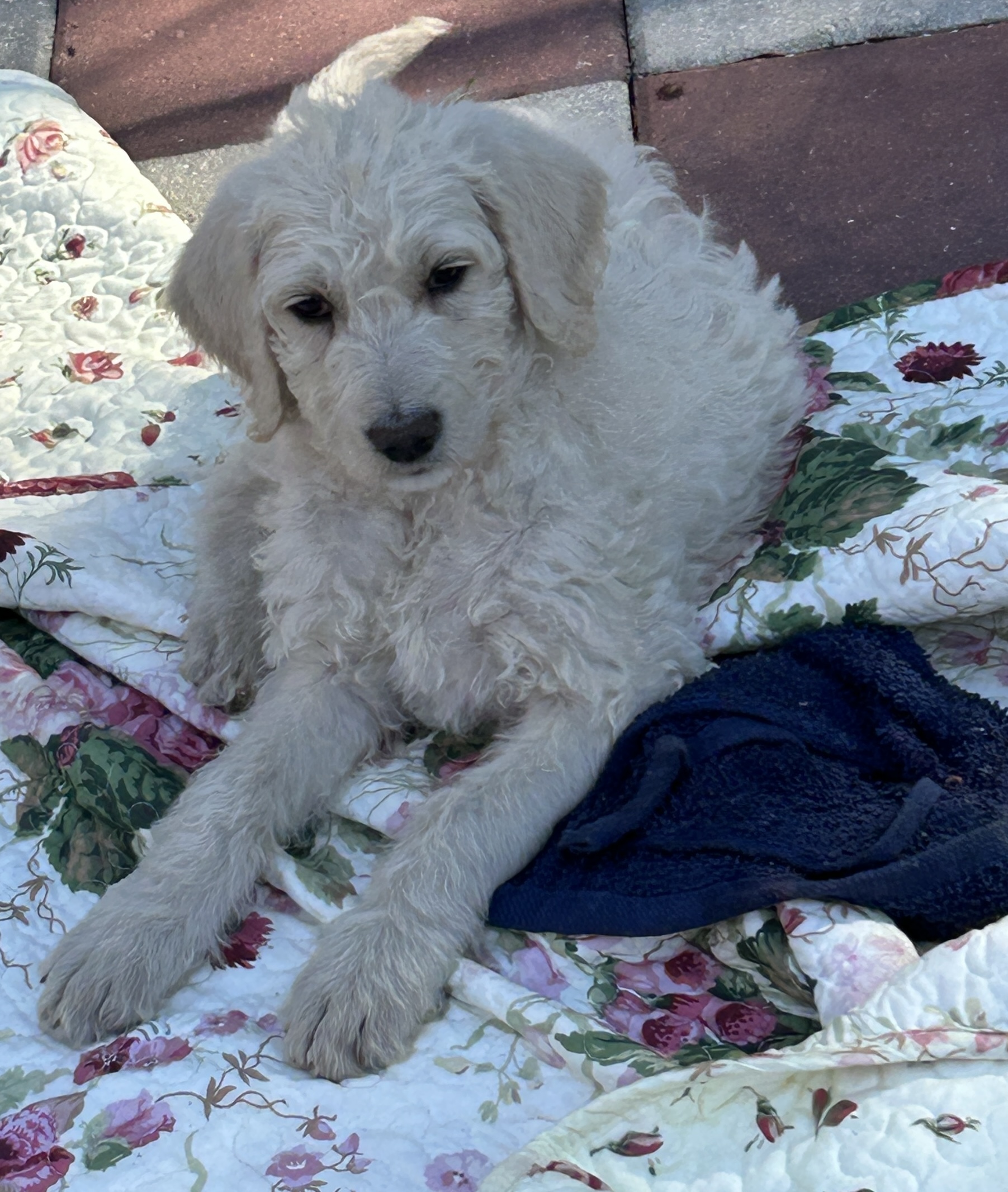 Guardian Available: CAN GO HOME TODAY: Pebbles: Pink Collar Girl: Multi ...