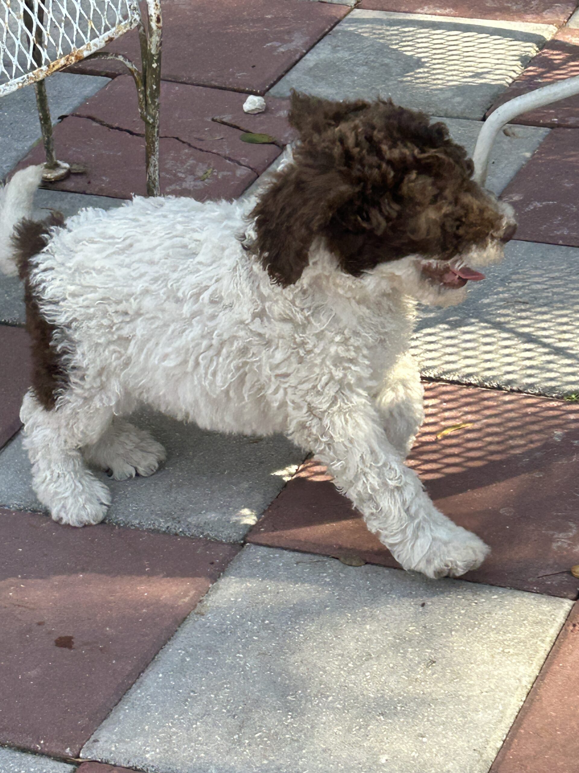 Jazzy: Orange Collar Boy: Multi Generation Chocolate Parti Labradoodle ...