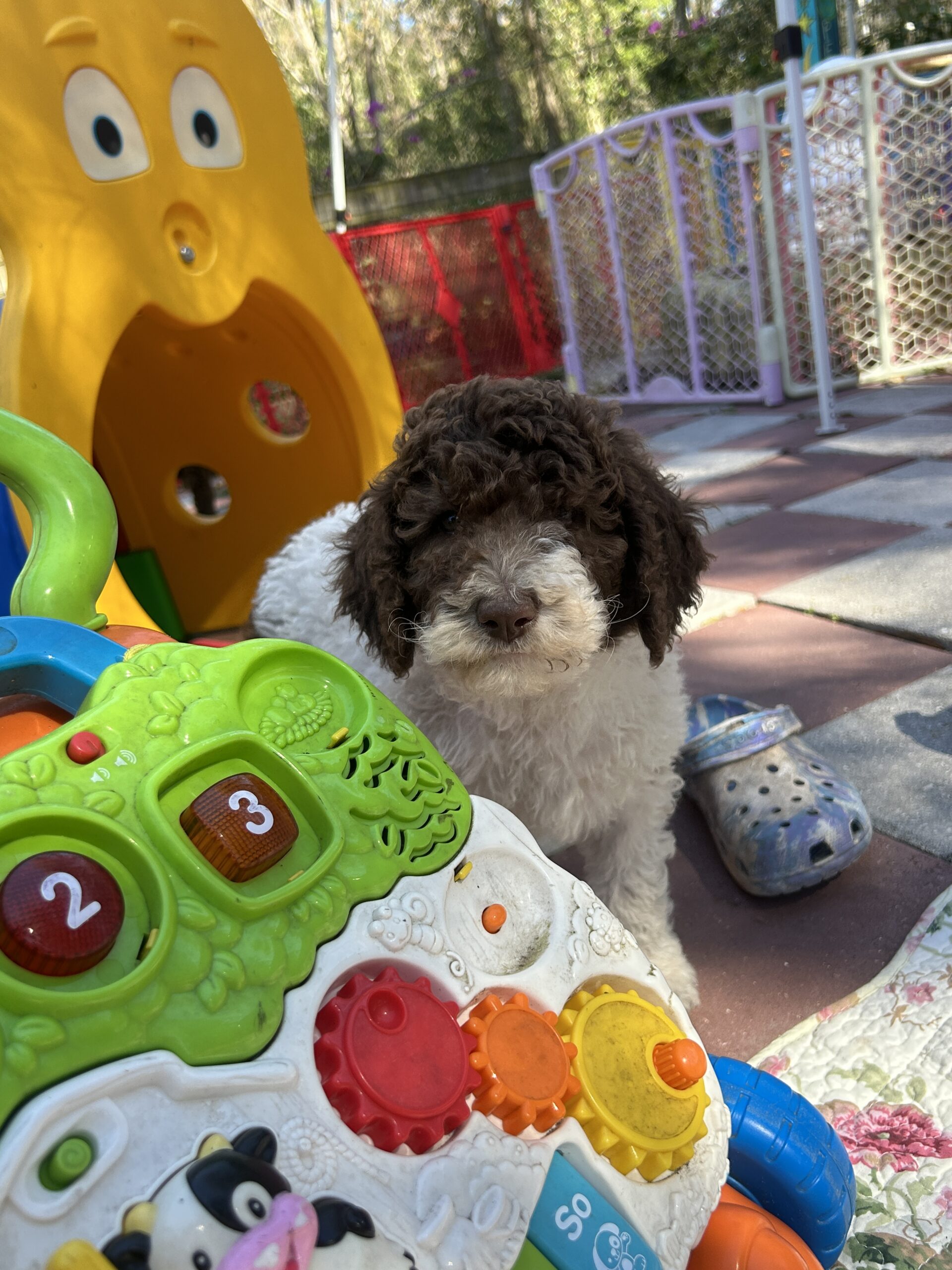 Jazzy: Orange Collar Boy: Multi Generation Chocolate Parti Labradoodle ...